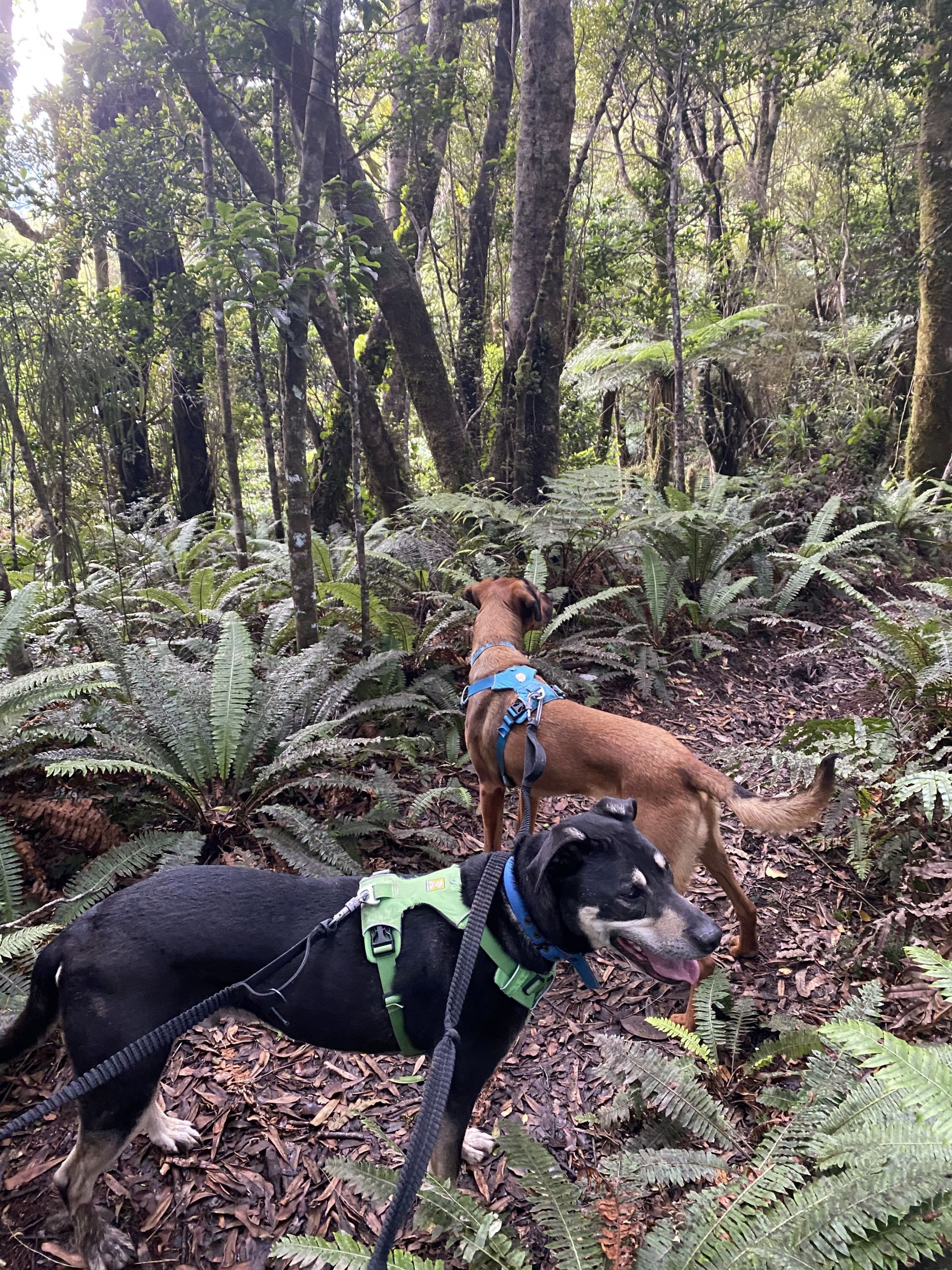 Mount Titi Full Bush , Wellington - Trails Photo Gallery - Wild Things