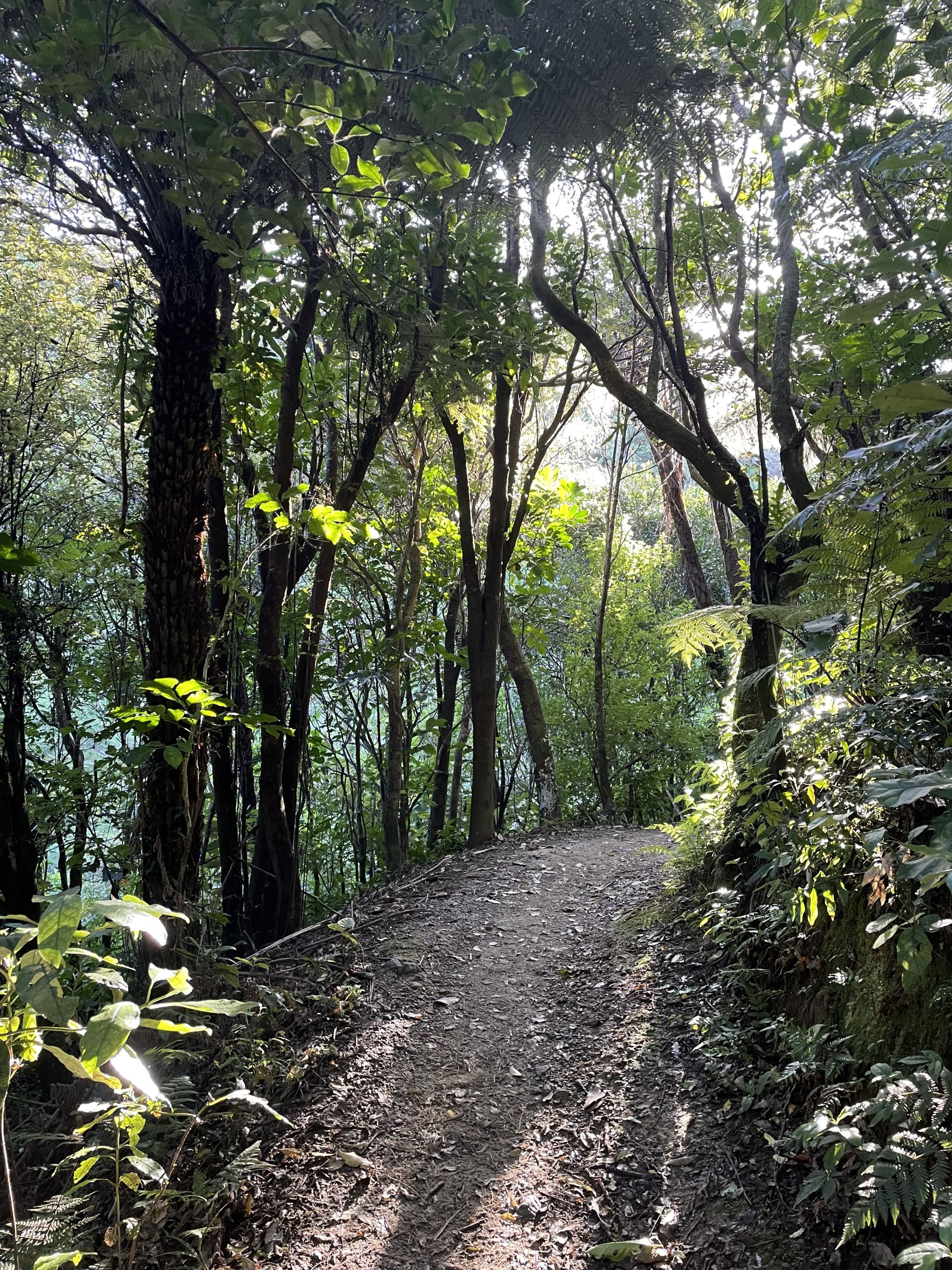 Colonial Knob - All the Hills, Wellington - Trails Photo Gallery - Wild ...