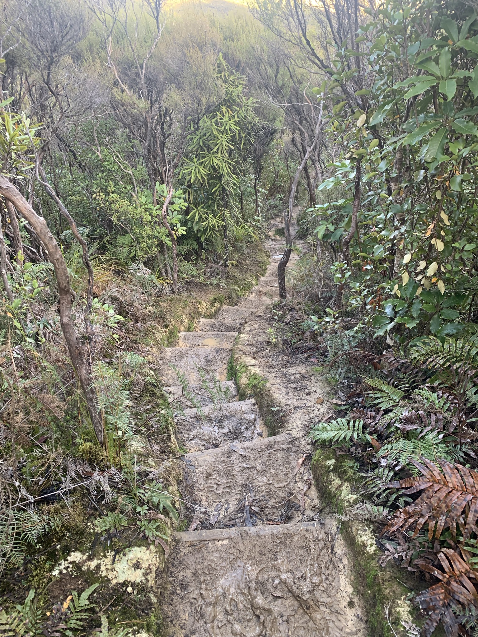 Dobson Loop, Wellington - Trails Photo Gallery - Wild Things