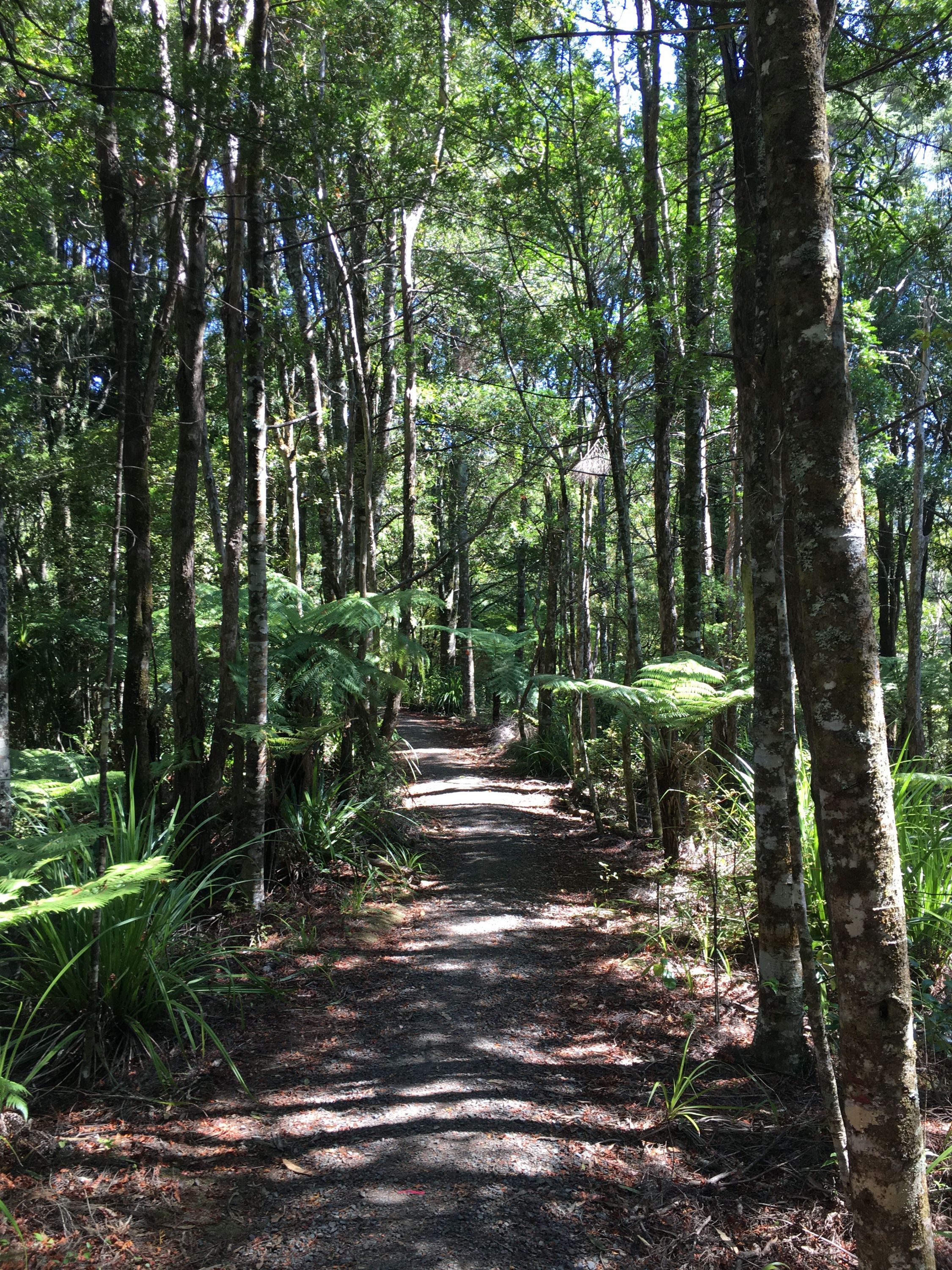 Wairoa Suspension Loop, Auckland - Trails Photo Gallery - Wild Things