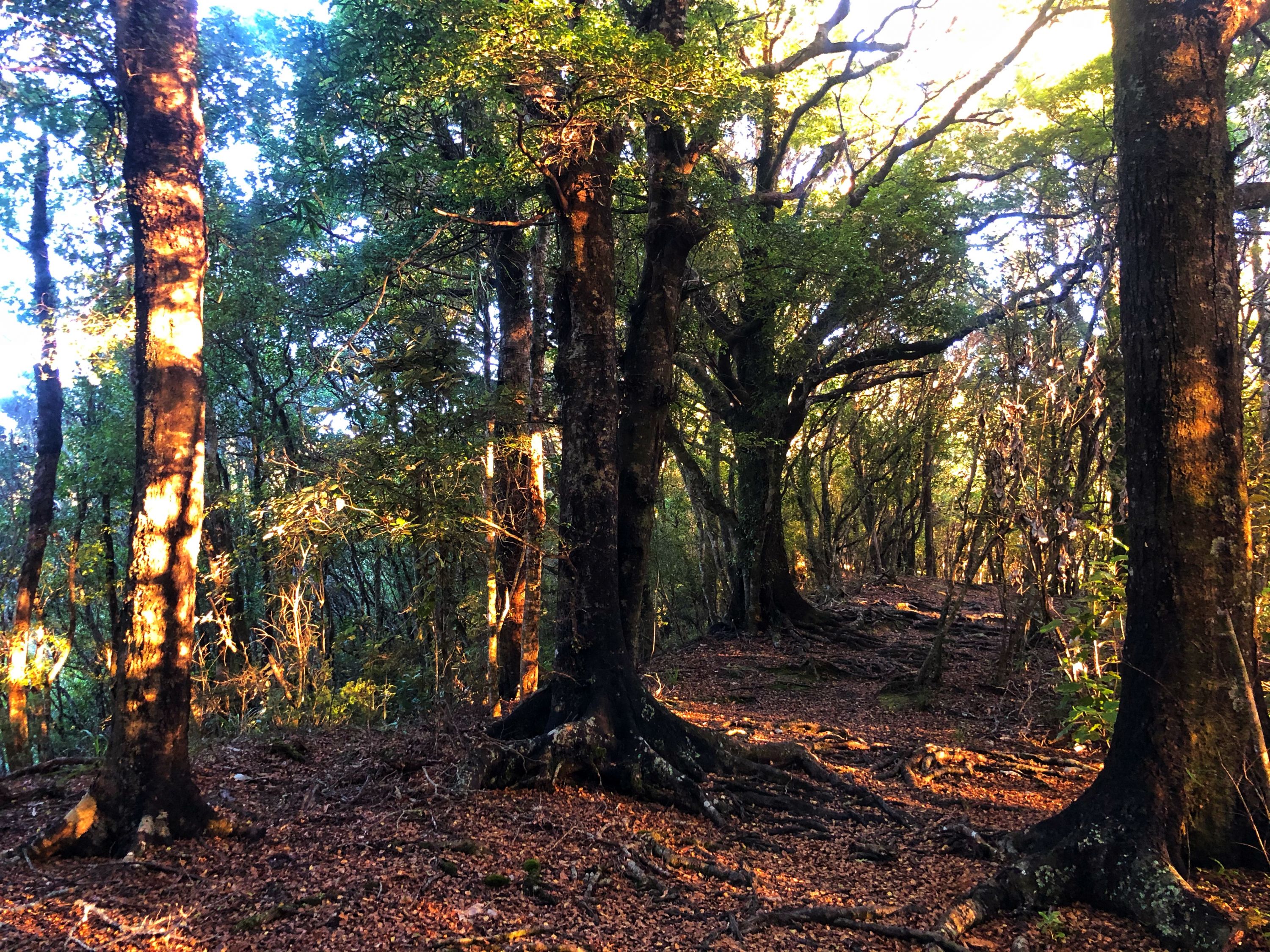 Mt Lowry, Wellington - Trails Photo Gallery - Wild Things