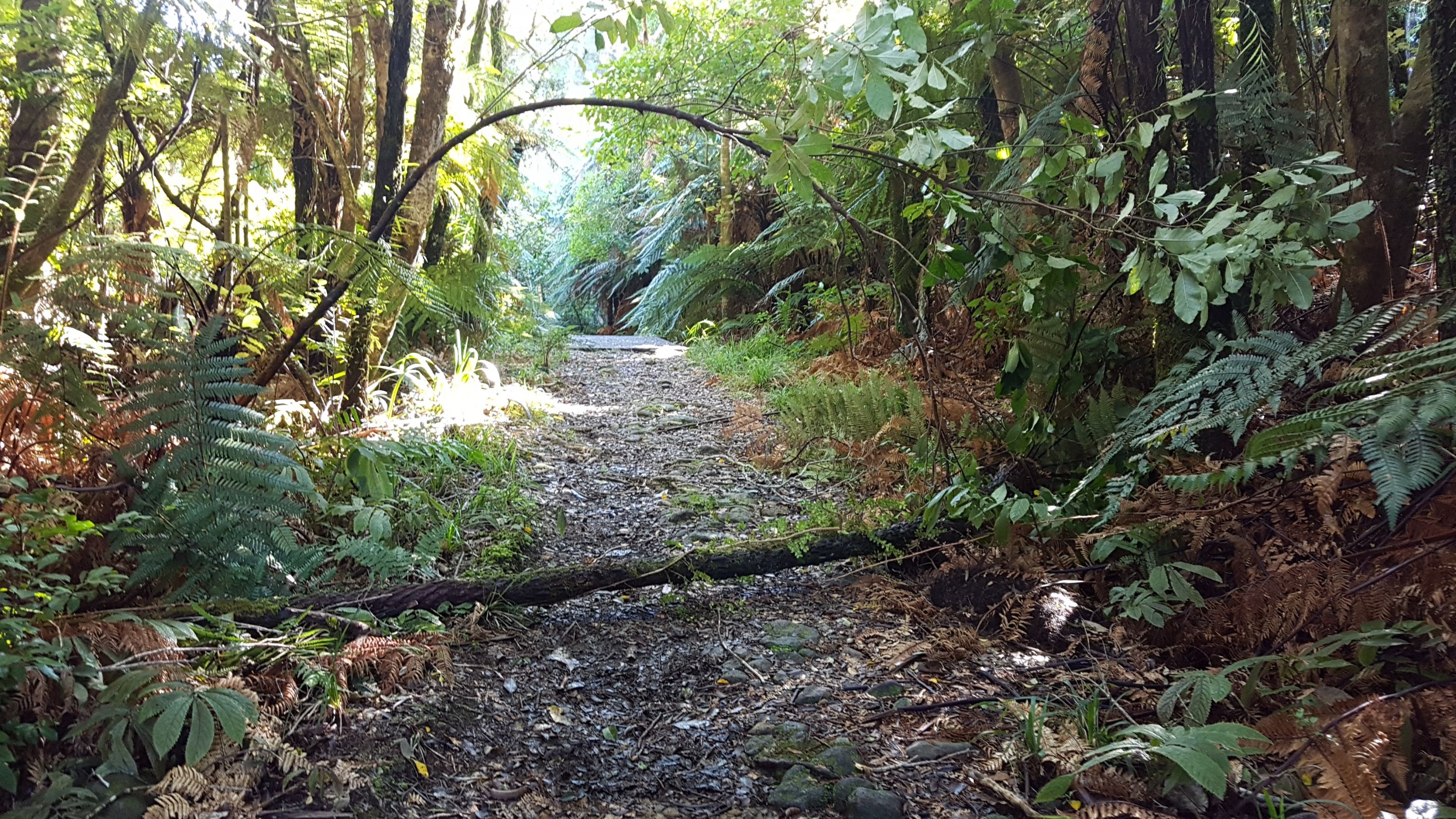 Waitawheta Tramway - Bogeys and Bluffs, Waikato - Trails Photo Gallery ...