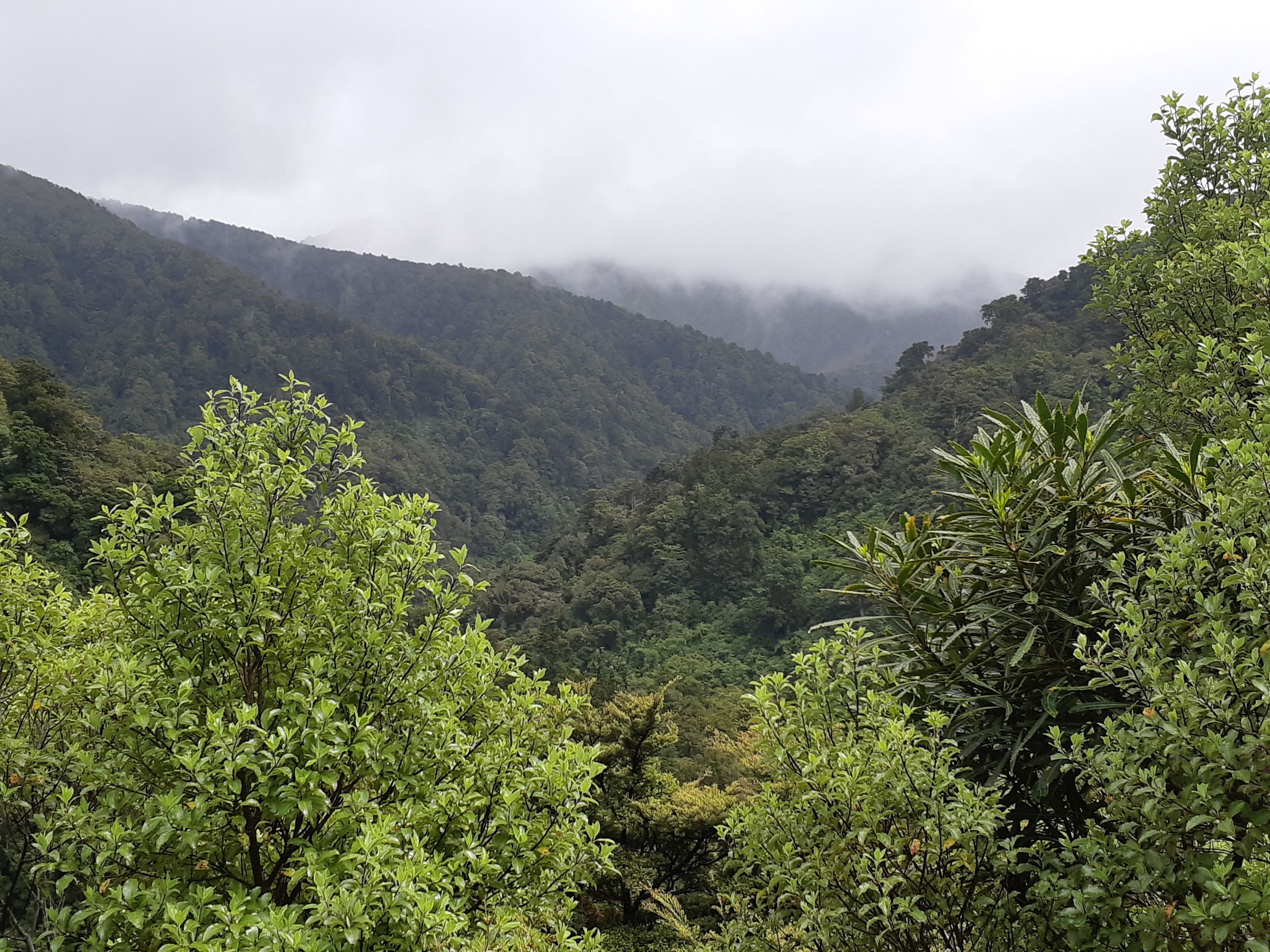 Kaituna to Holdsworth Lodge, Wellington - Trails Photo Gallery - Wild ...