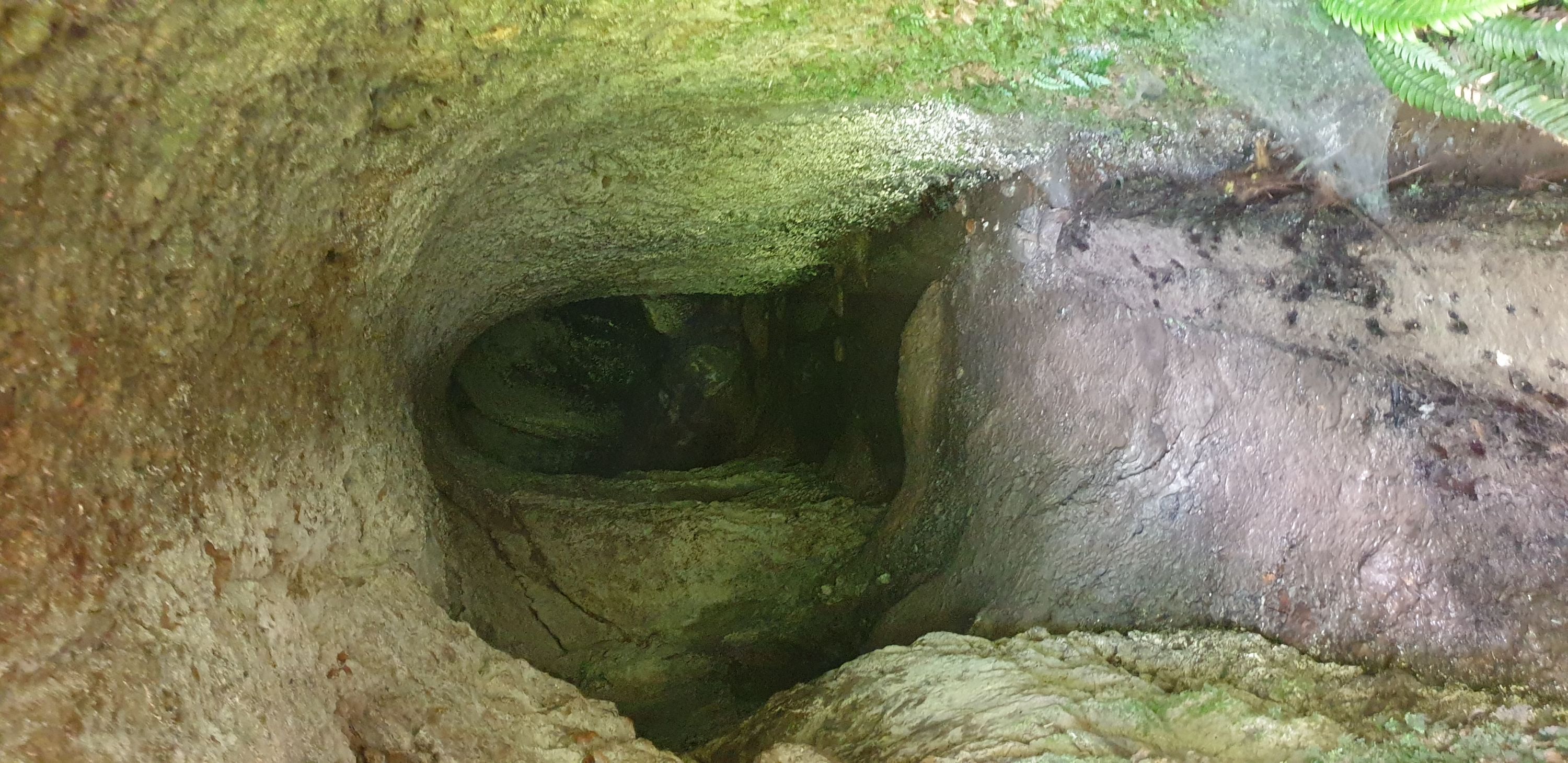 Sledge Track with Toetoe Loop & Otangane Loop, Manawatu - Wanganui ...