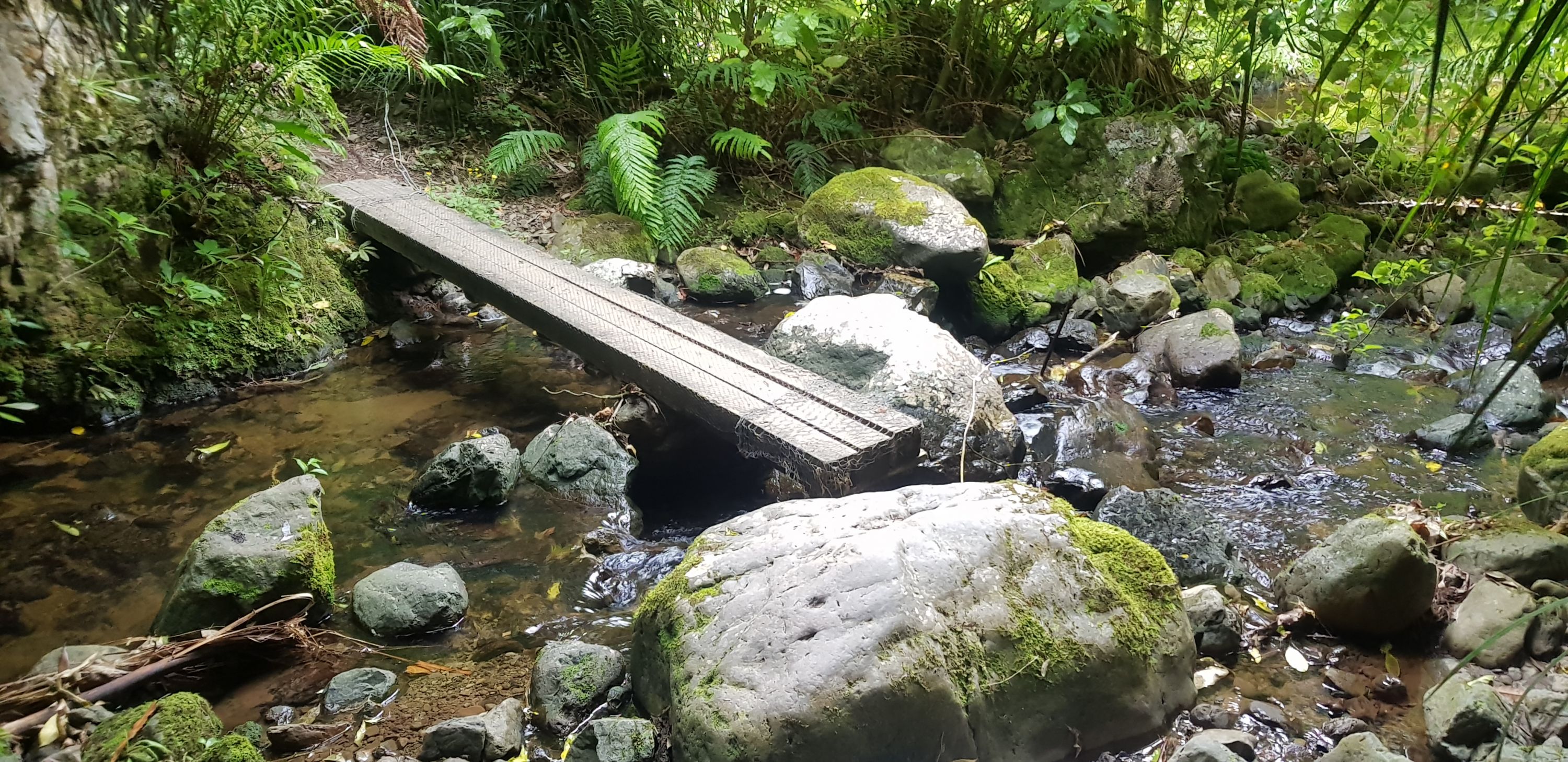 Sledge Track with Toetoe Loop & Otangane Loop, Manawatu - Wanganui ...
