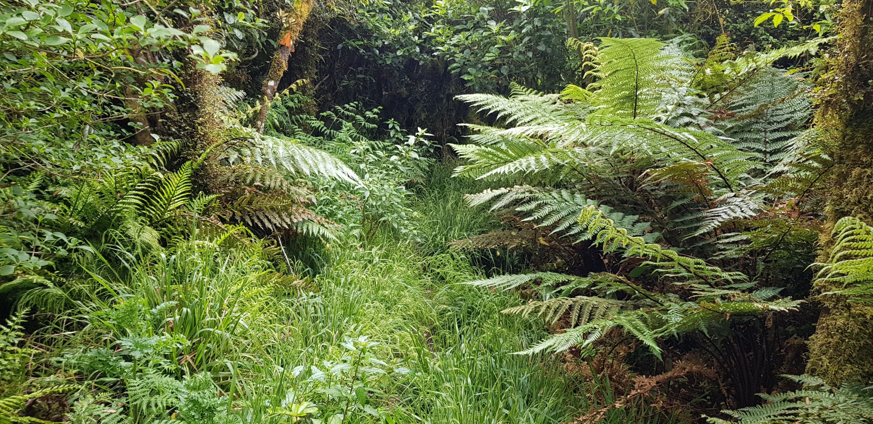 Sledge Track with Toetoe Loop & Otangane Loop, Manawatu - Wanganui ...