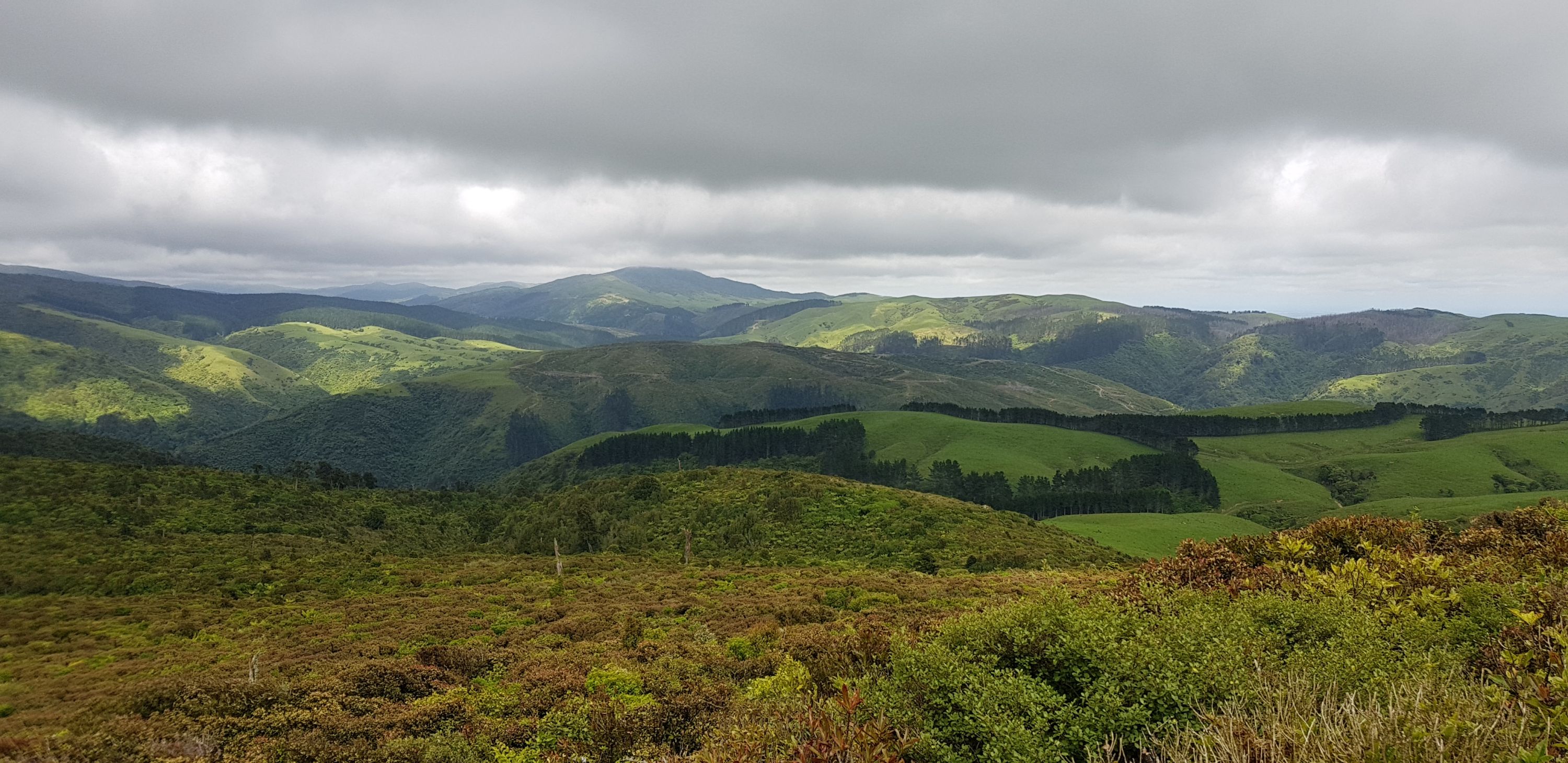 Sledge Track with Toetoe Loop & Otangane Loop, Manawatu - Wanganui ...