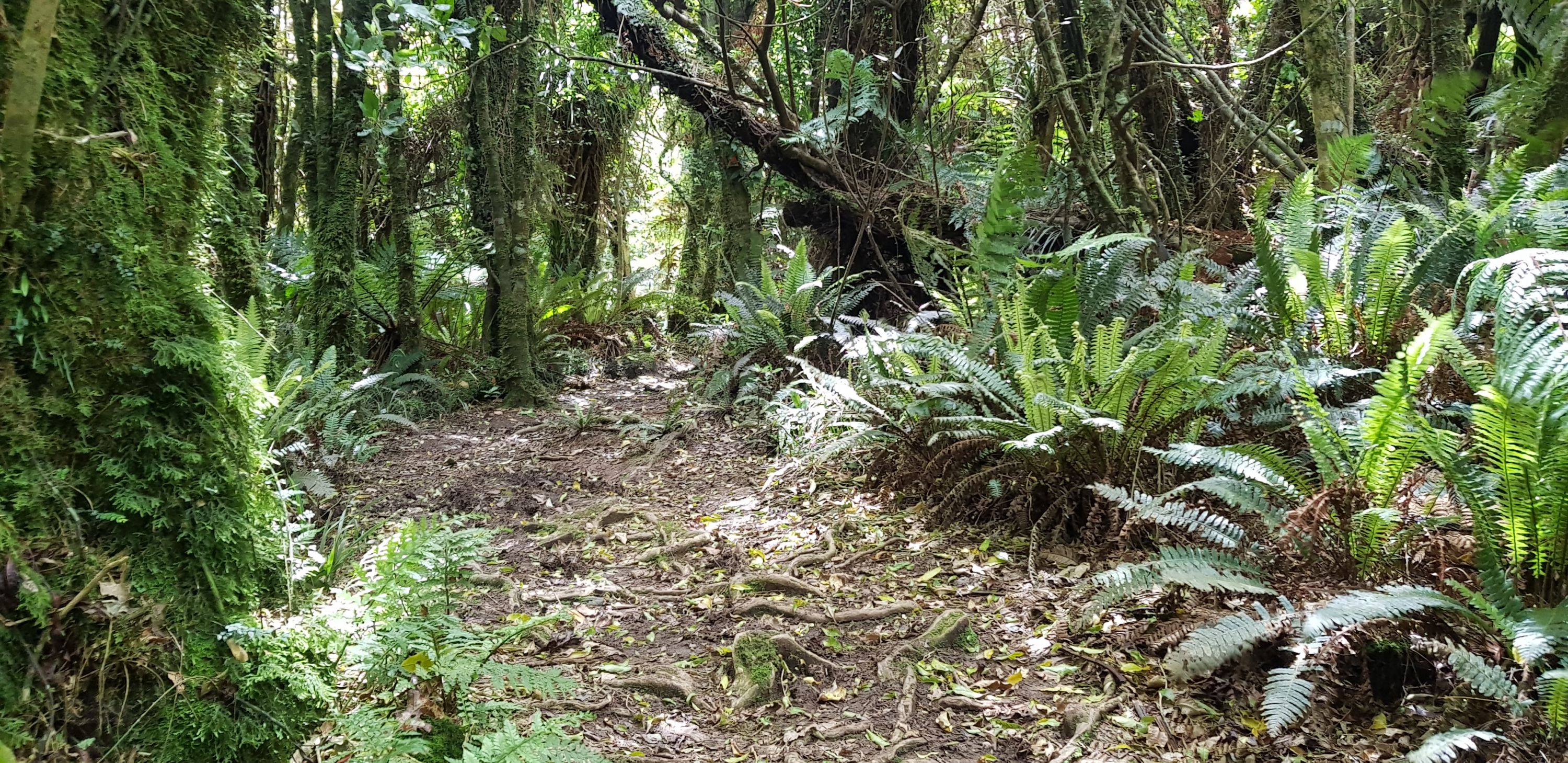 Sledge Track with Toetoe Loop & Otangane Loop, Manawatu - Wanganui ...