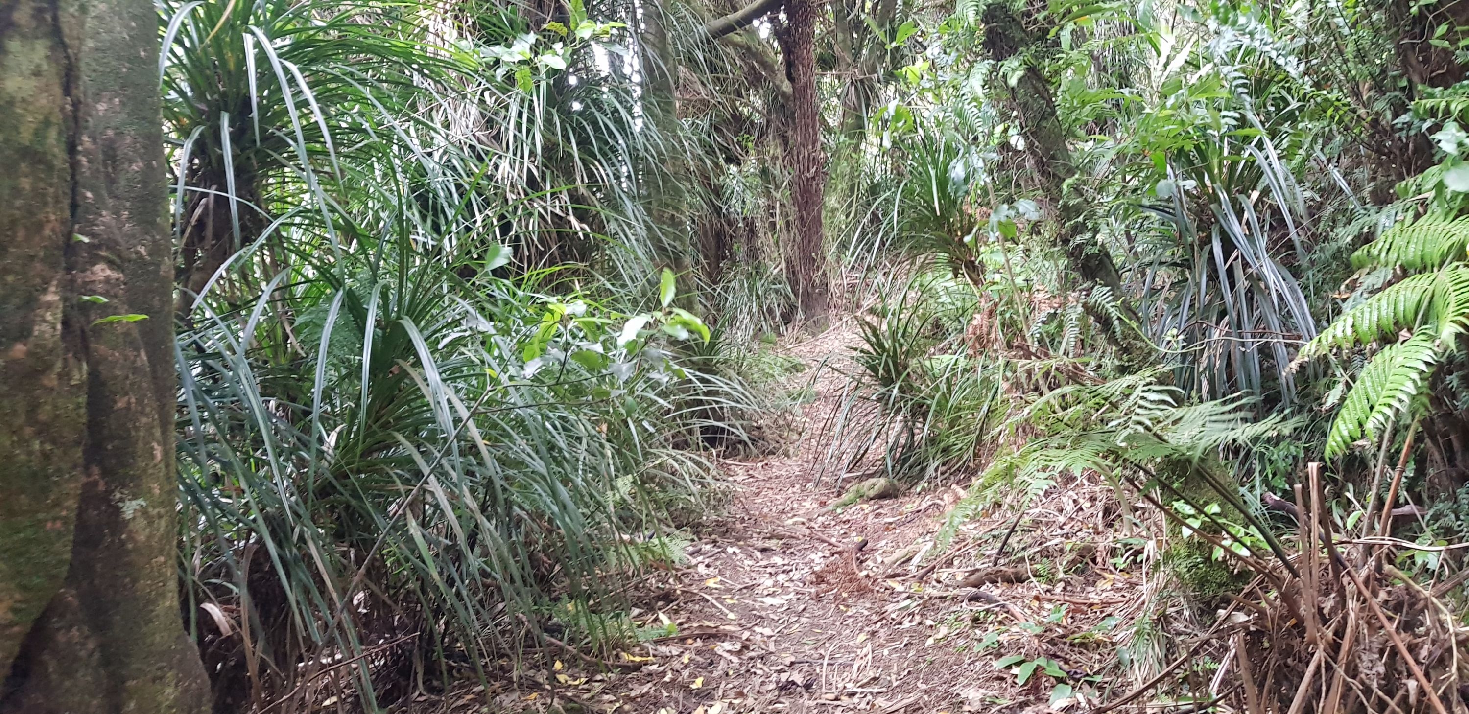 Sledge Track with Toetoe Loop & Otangane Loop, Manawatu - Wanganui ...
