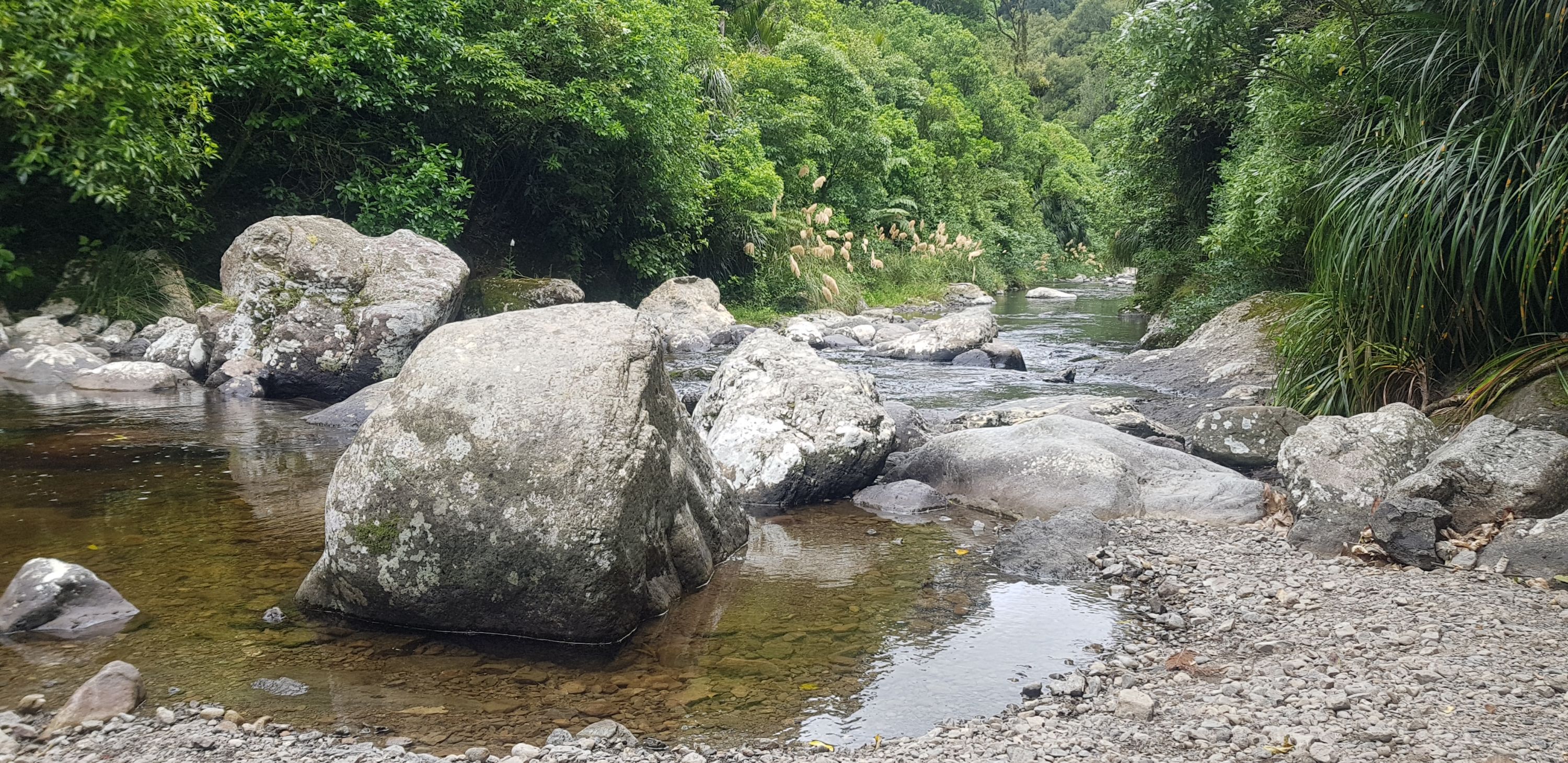 Sledge Track with Toetoe Loop & Otangane Loop, Manawatu - Wanganui ...