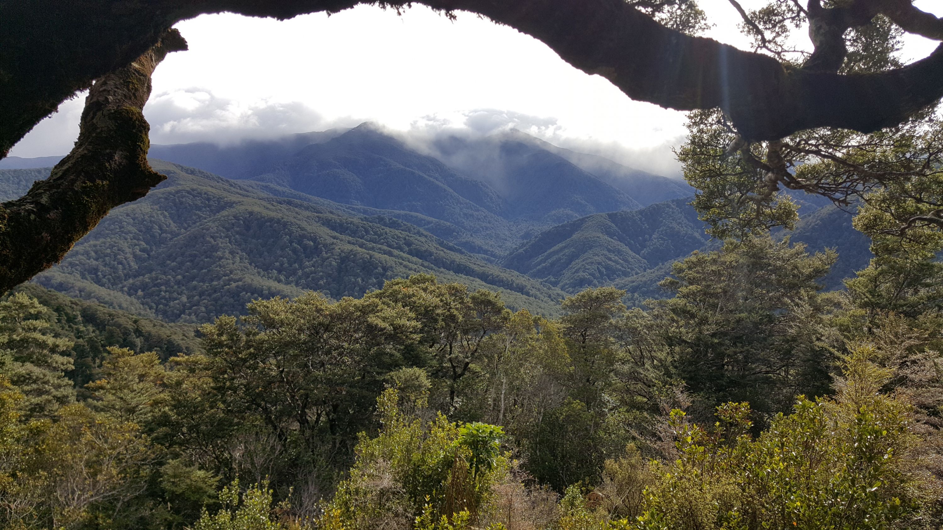 Hooper Loop - Mt Holdsworth, Wellington - Trails Photo Gallery - Wild ...