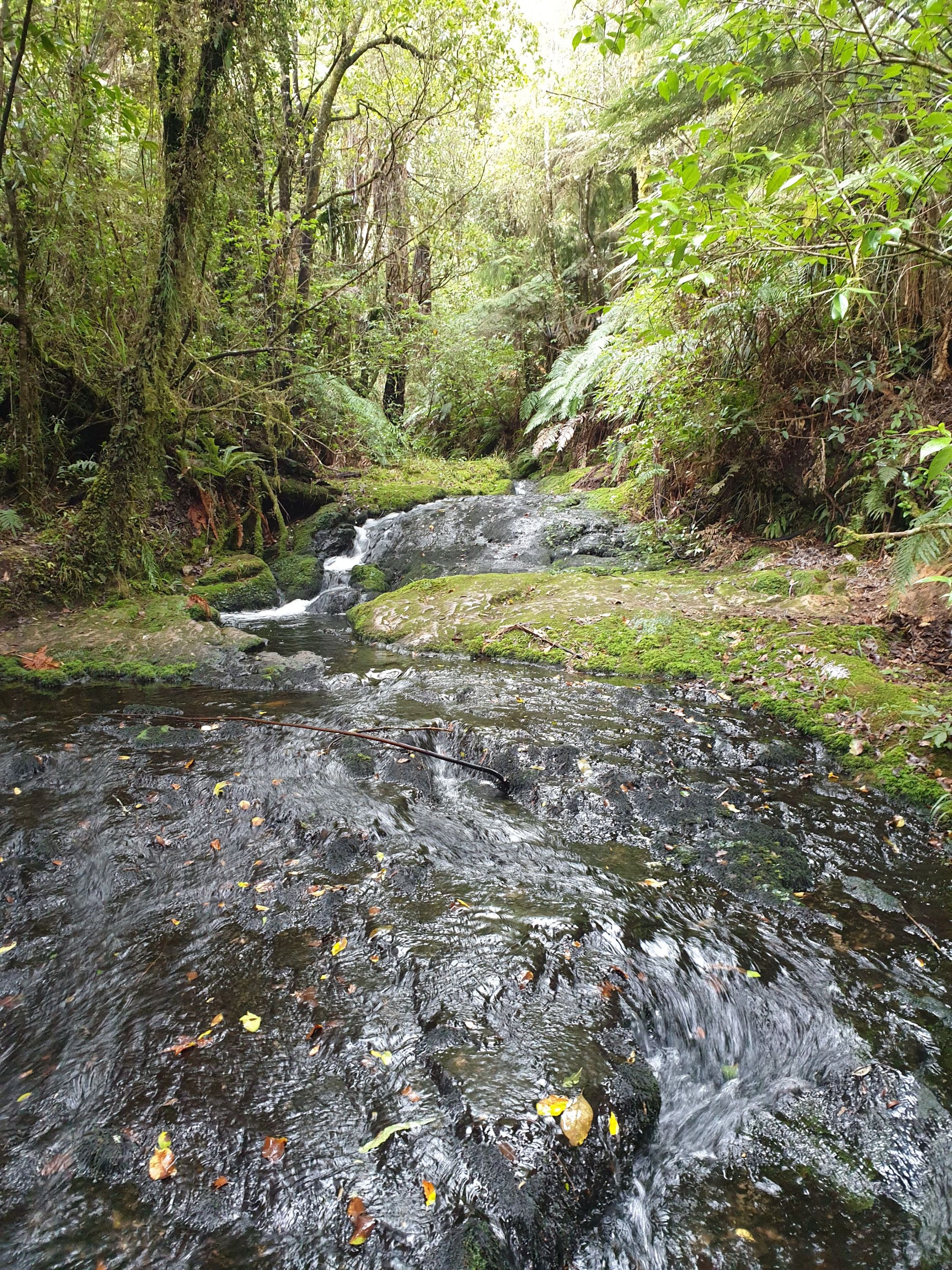 Otainewainuku - Whataroa Falls, Bay of Plenty - Trails Photo Gallery ...