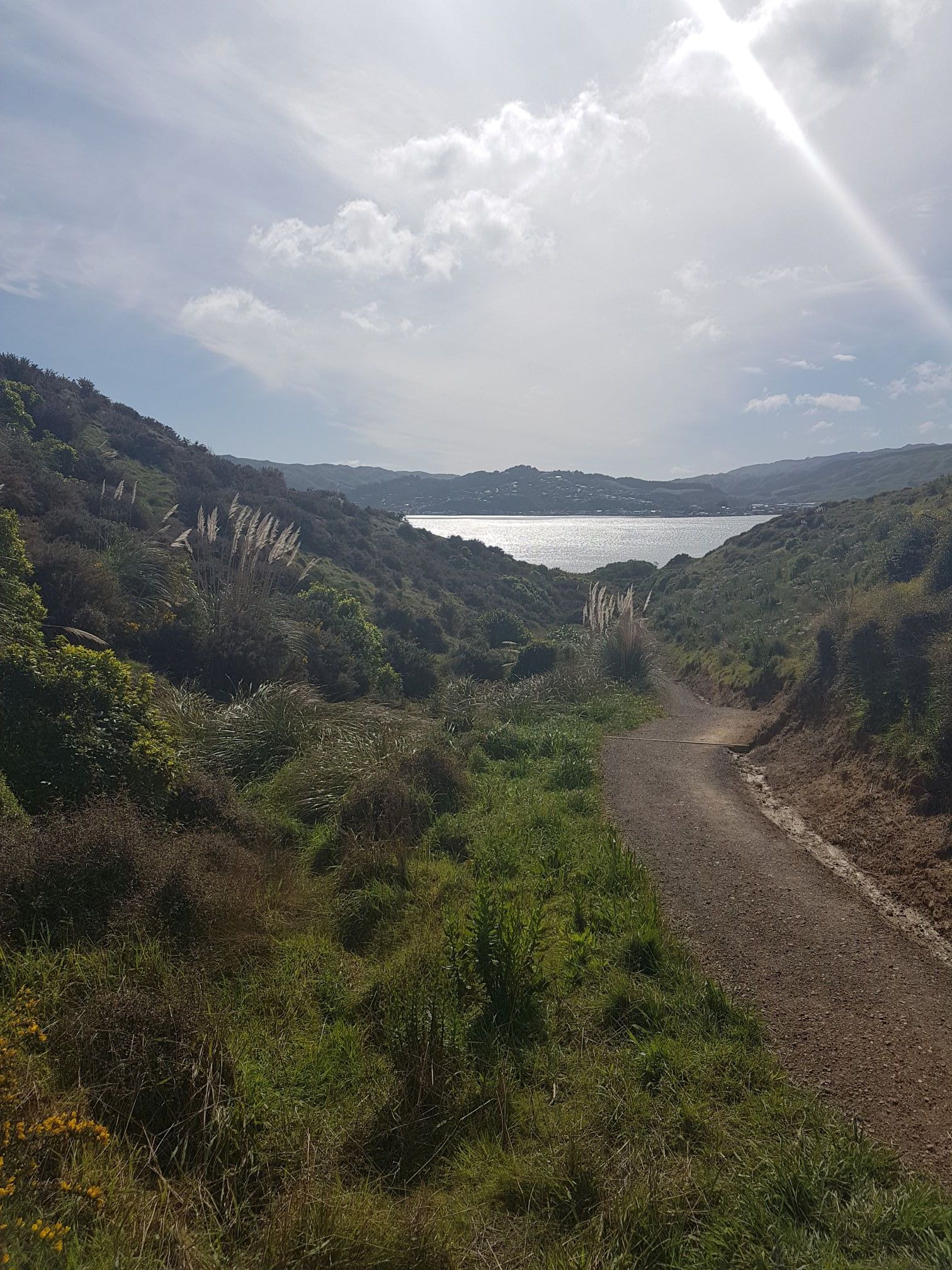 Whitireia Circuit, Wellington - Trails Photo Gallery - Wild Things