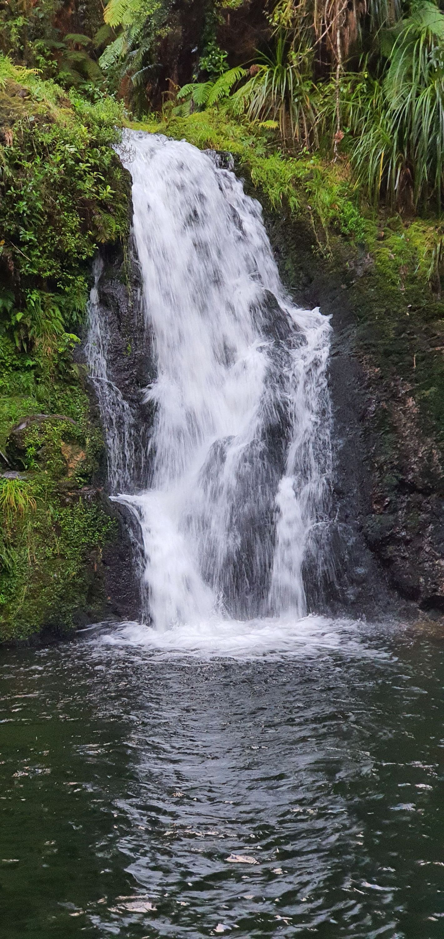 Otainewainuku - Whataroa Falls, Bay of Plenty - Trails Photo Gallery ...