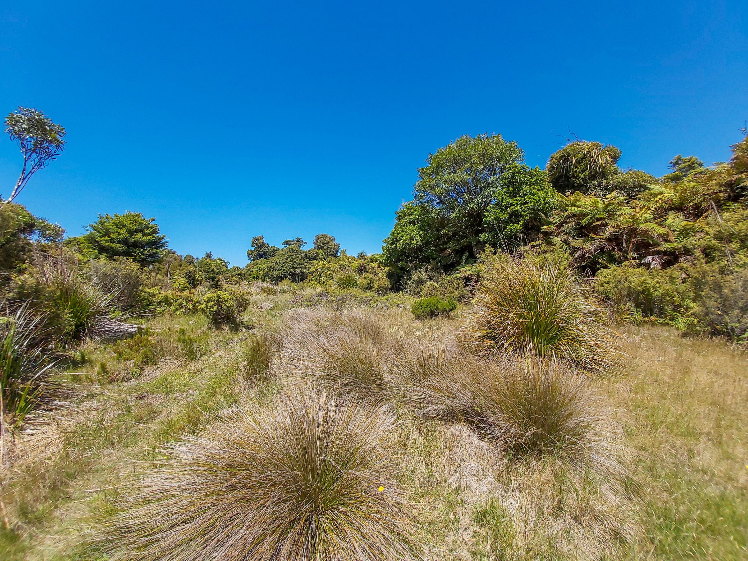 Kaimai South Side To Hurunui Hut, Waikato - Trails Photo Gallery - Wild ...