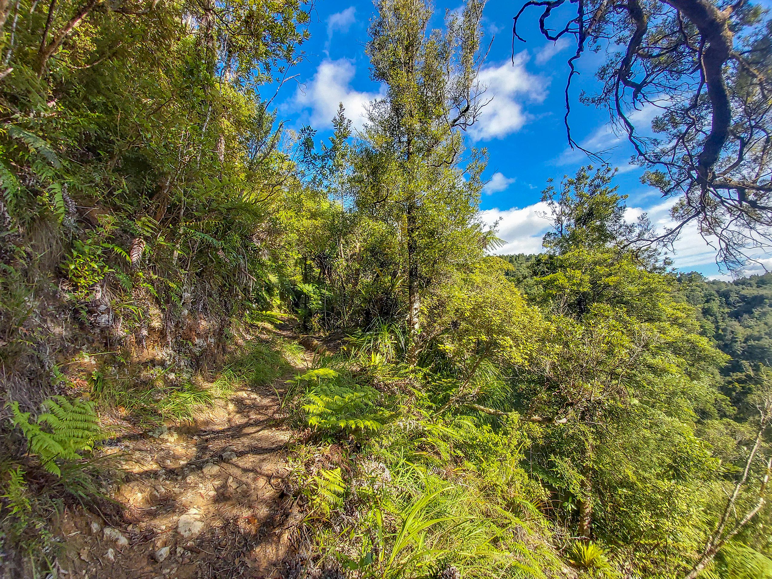 Tuahu Traverse, Bay of Plenty - Trails Photo Gallery - Wild Things