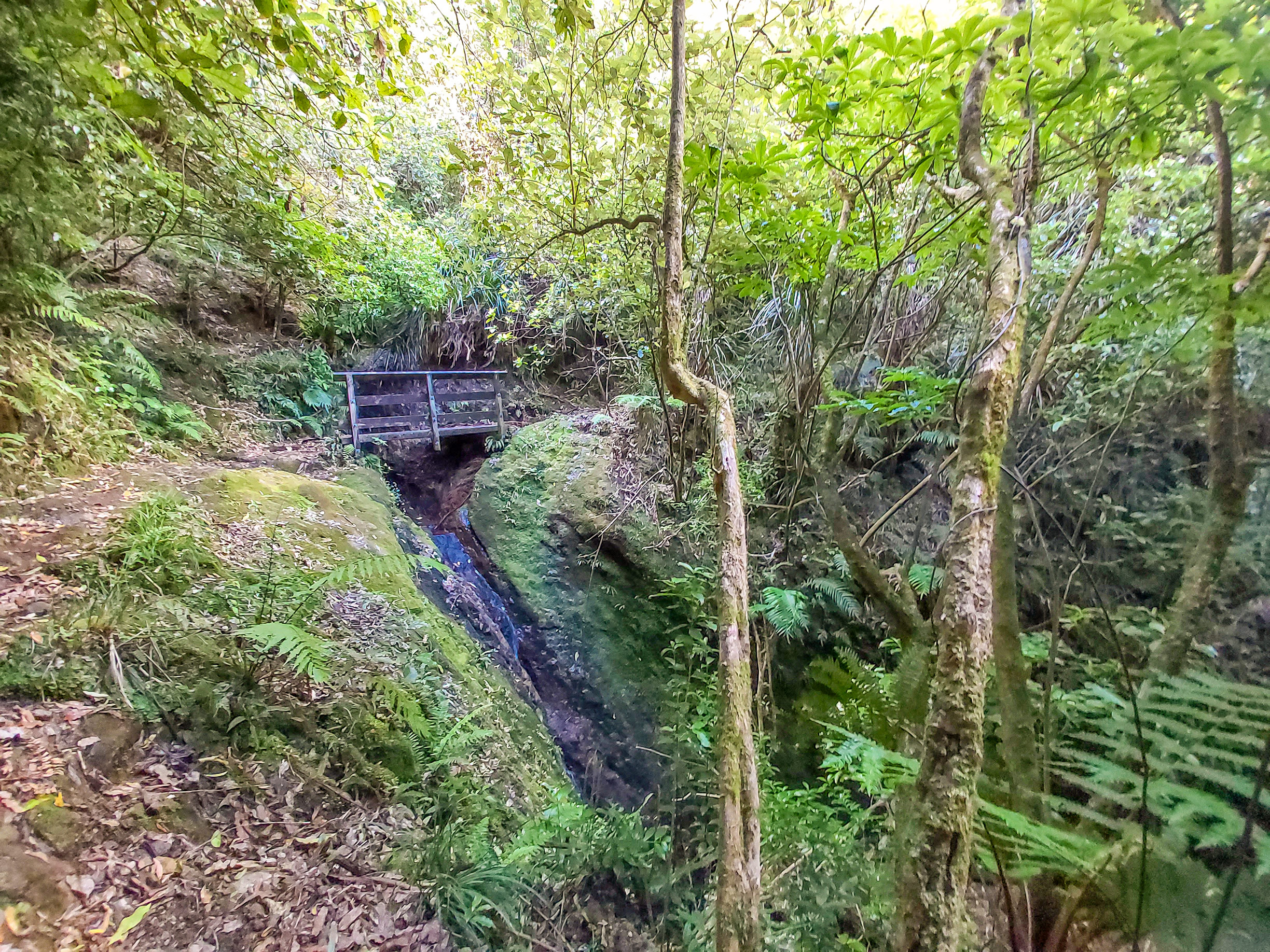 Tuahu Traverse, Bay of Plenty - Trails Photo Gallery - Wild Things