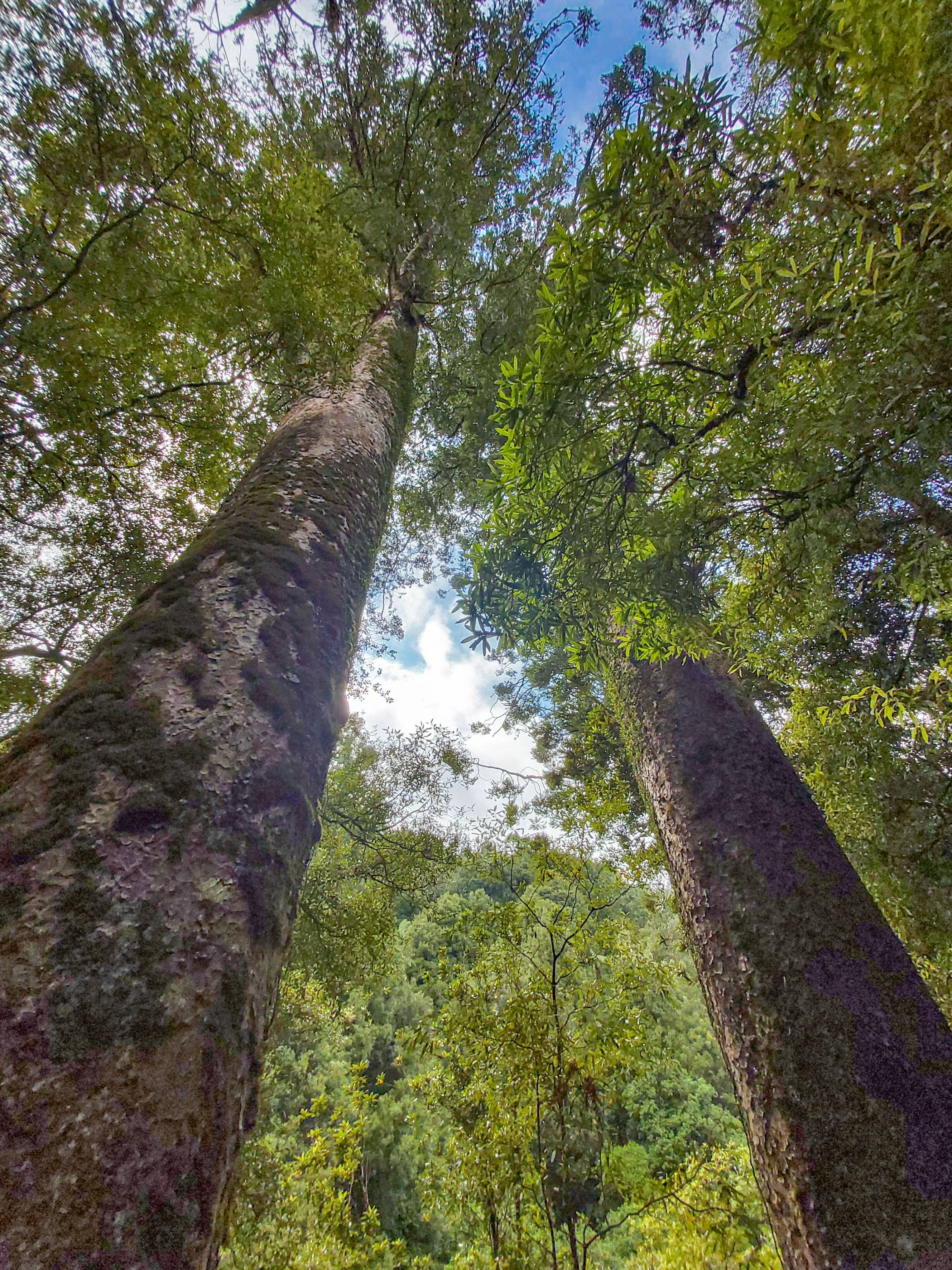 Rapurapu Kauri Track, Waikato - Trails Photo Gallery - Wild Things