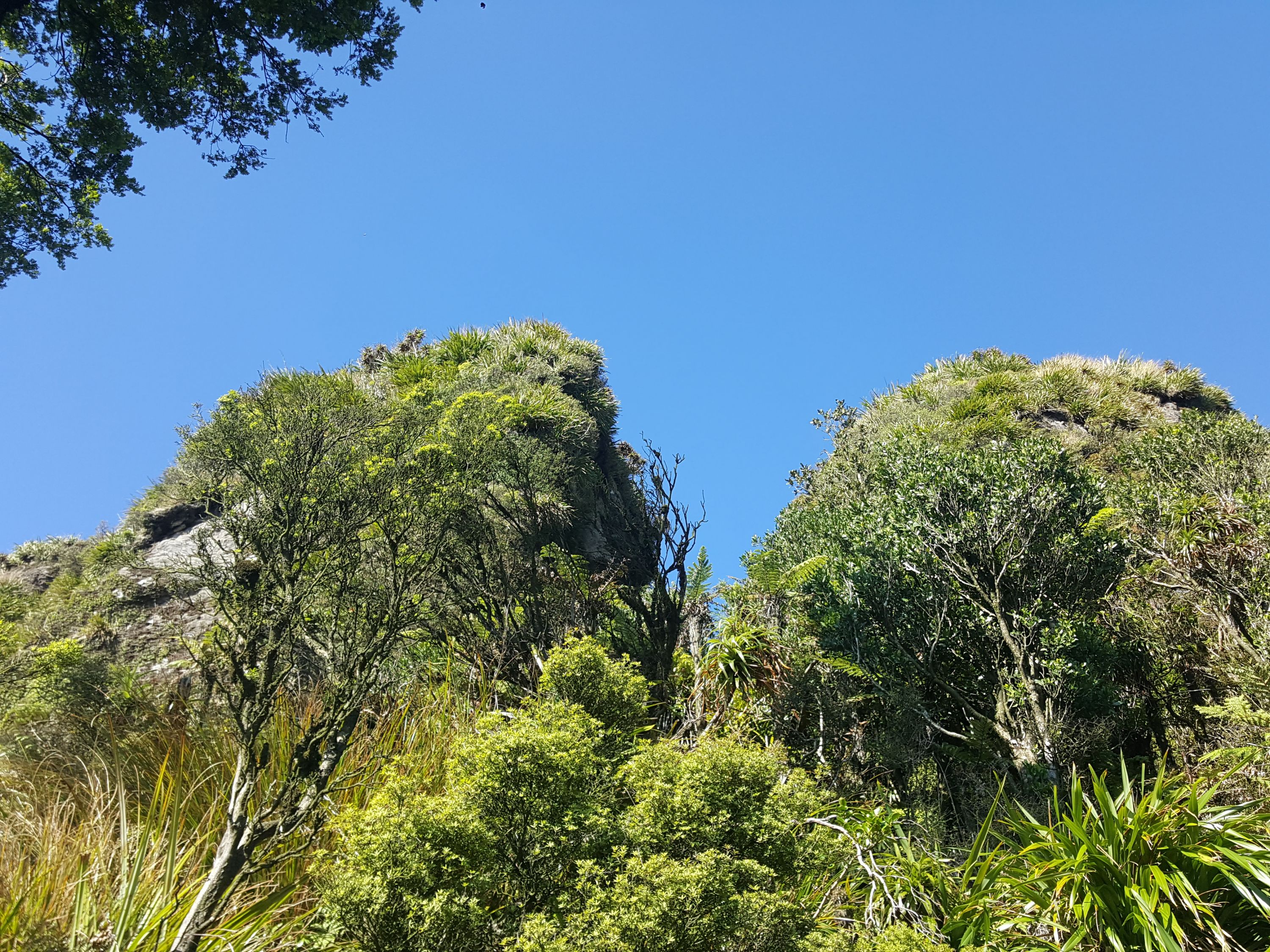 Tuahu Traverse, Bay of Plenty - Trails Photo Gallery - Wild Things