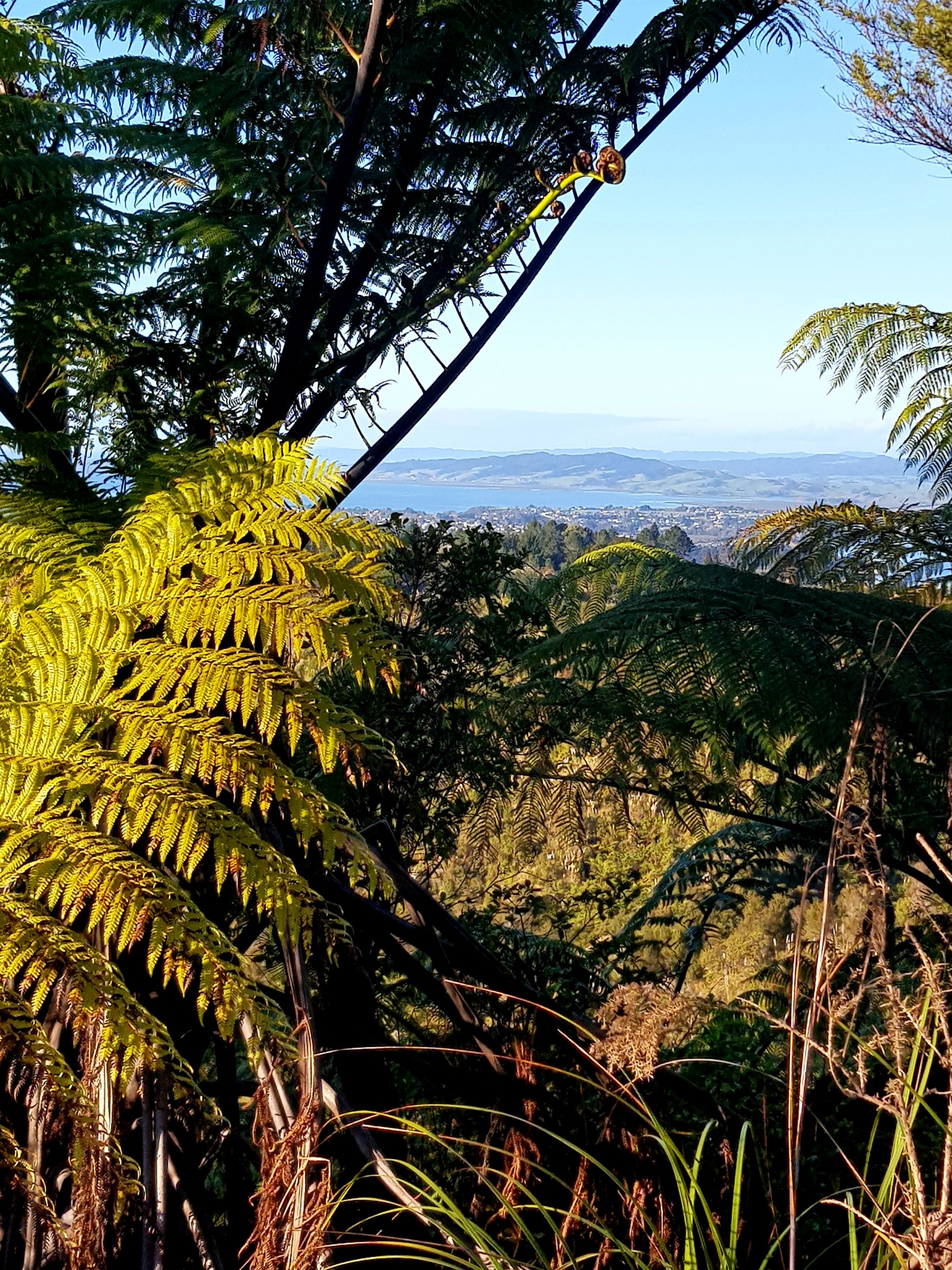 Parihaka Hatea Loop, Northland - Trails Photo Gallery - Wild Things
