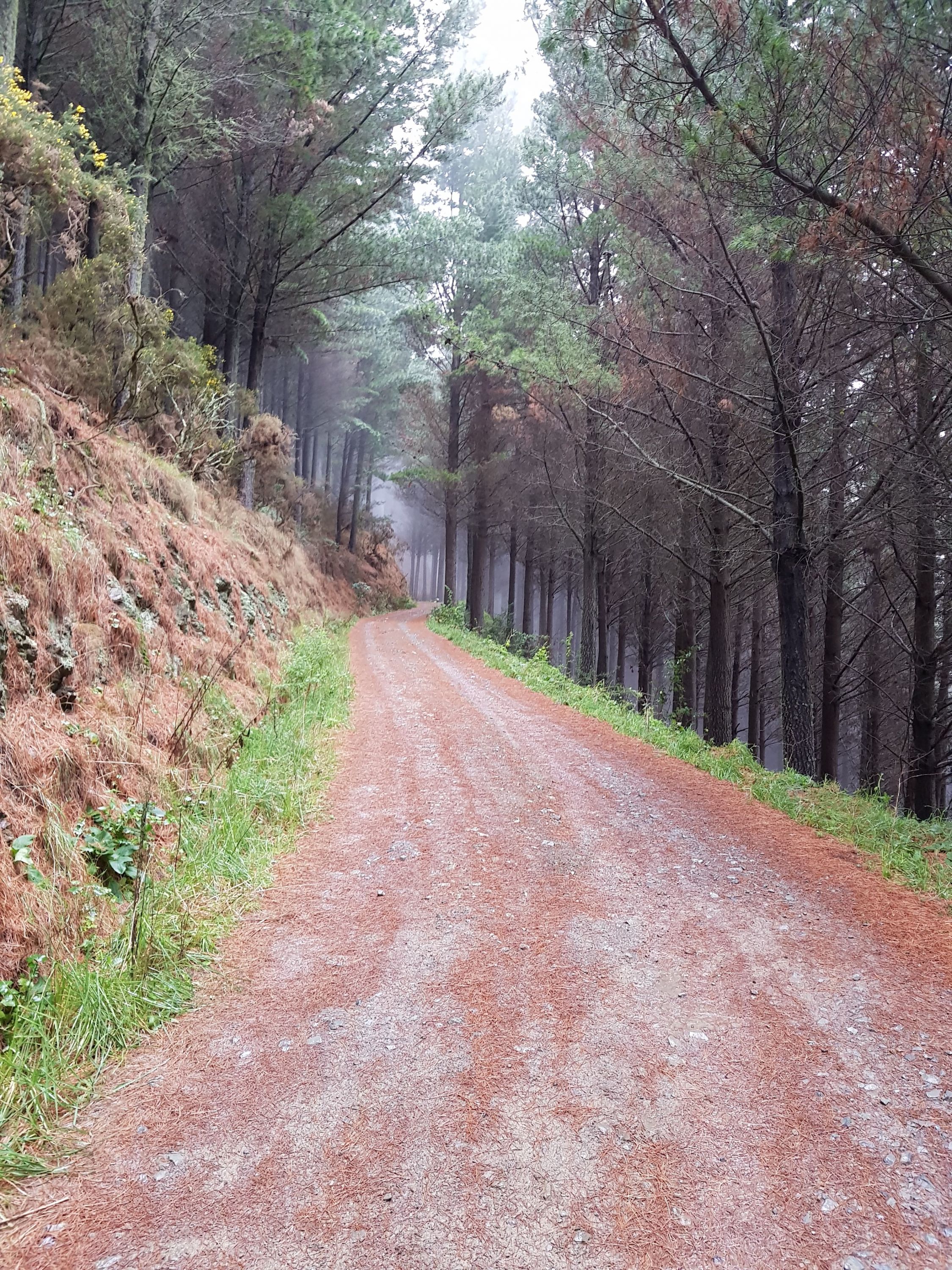 Involution Loop, Nelson - Trails Photo Gallery - Wild Things