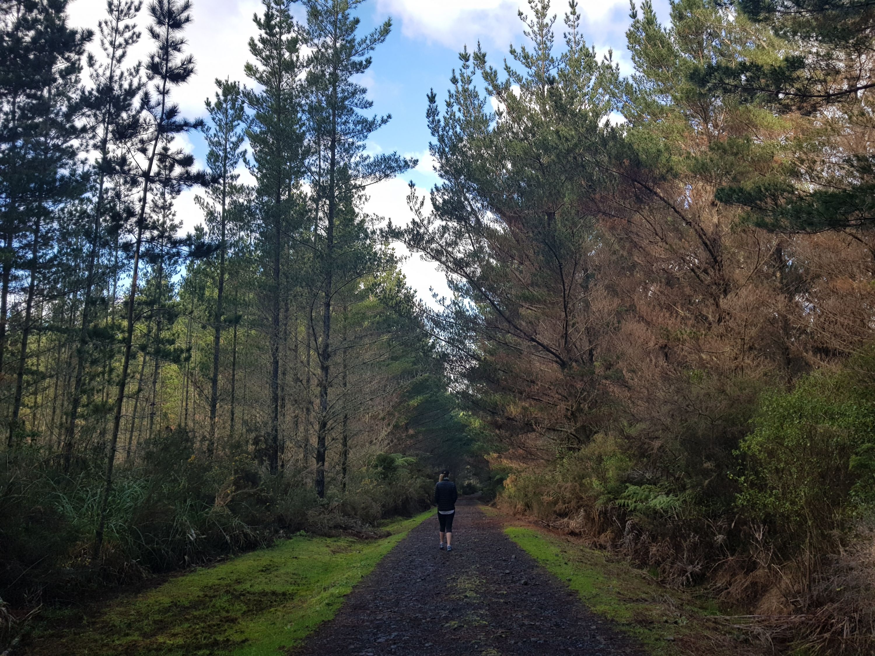 Anzac Loop, Auckland - Trails Photo Gallery - Wild Things