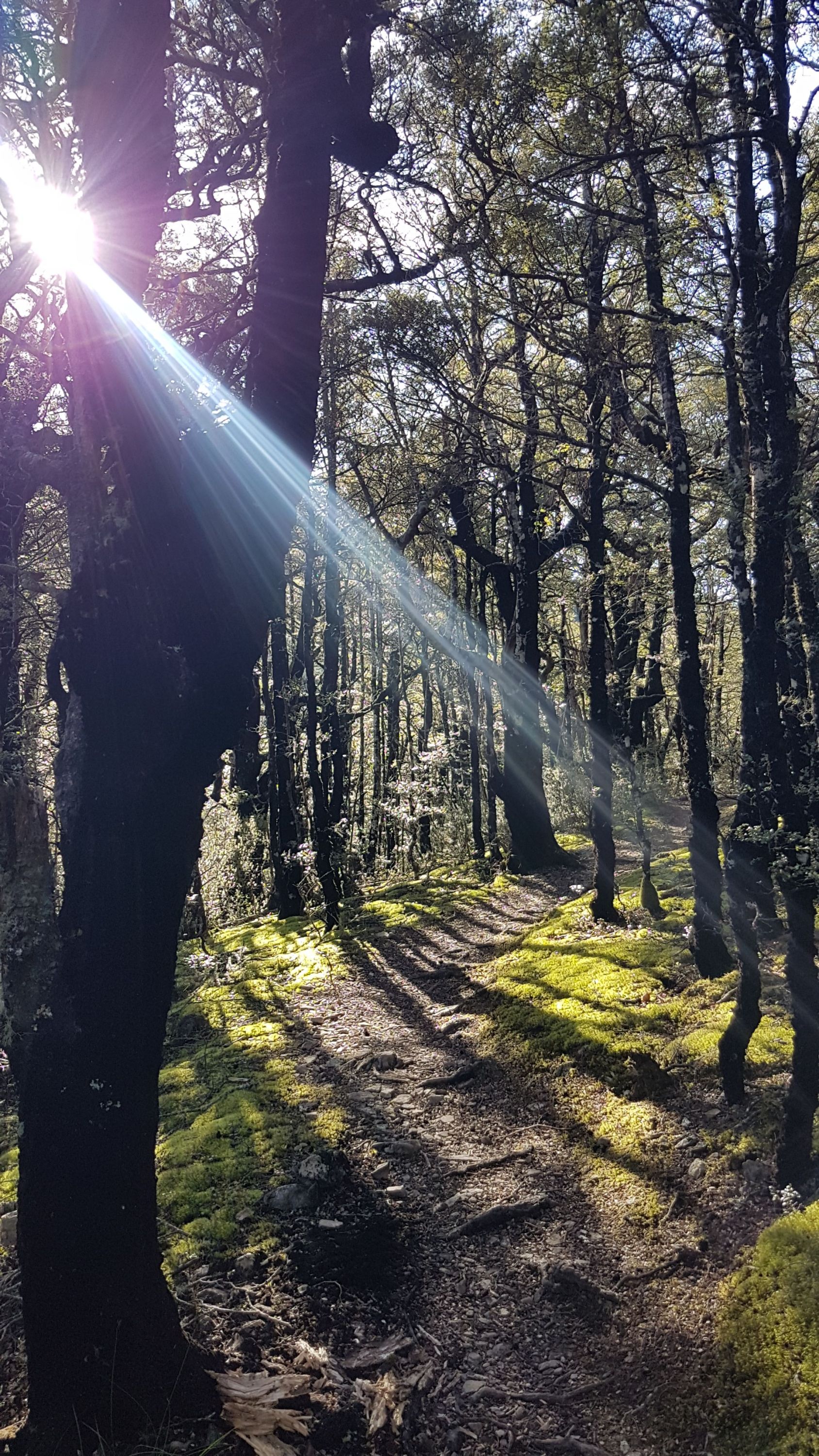 Aamped and Clomped, Canterbury - Trails Photo Gallery - Wild Things