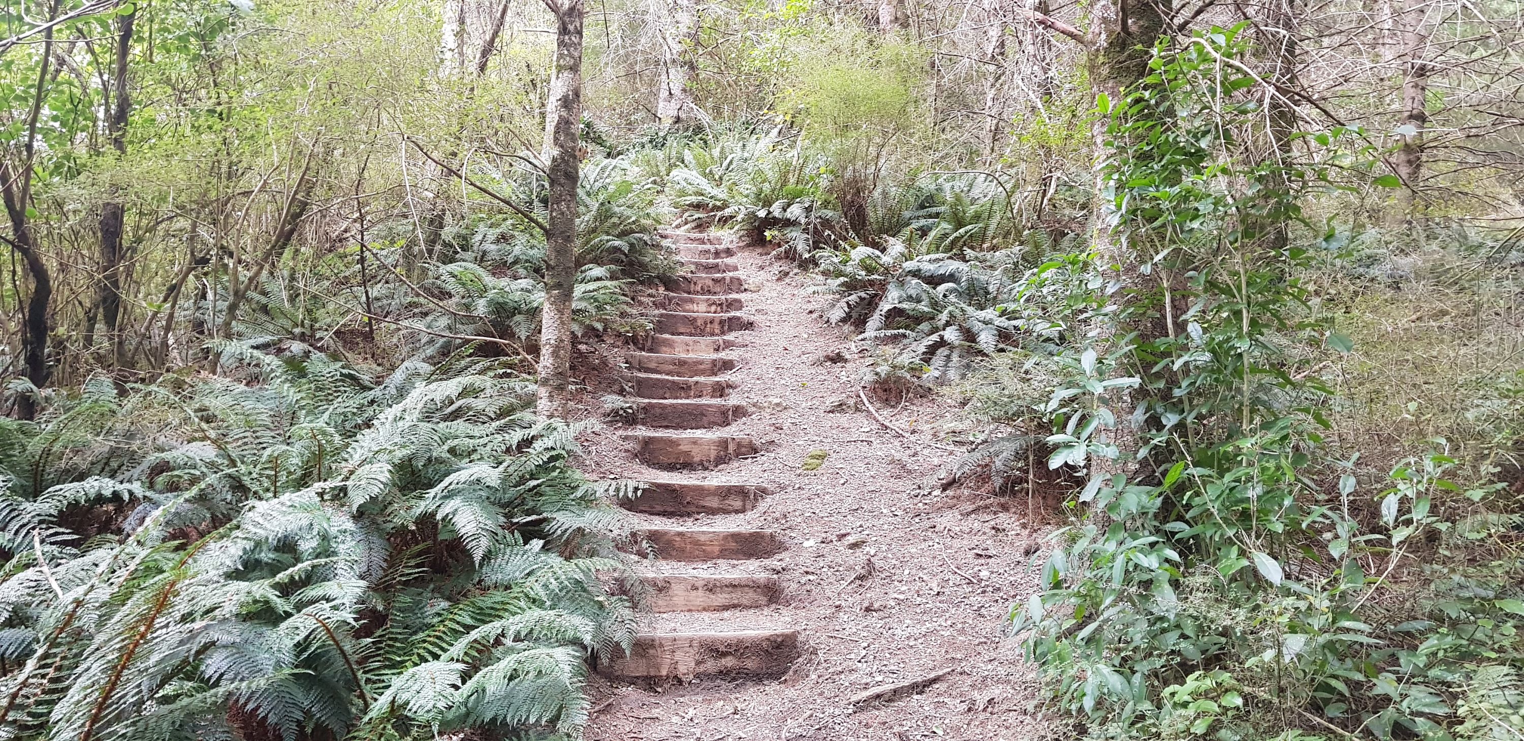 Aamped and Clomped, Canterbury - Trails Photo Gallery - Wild Things