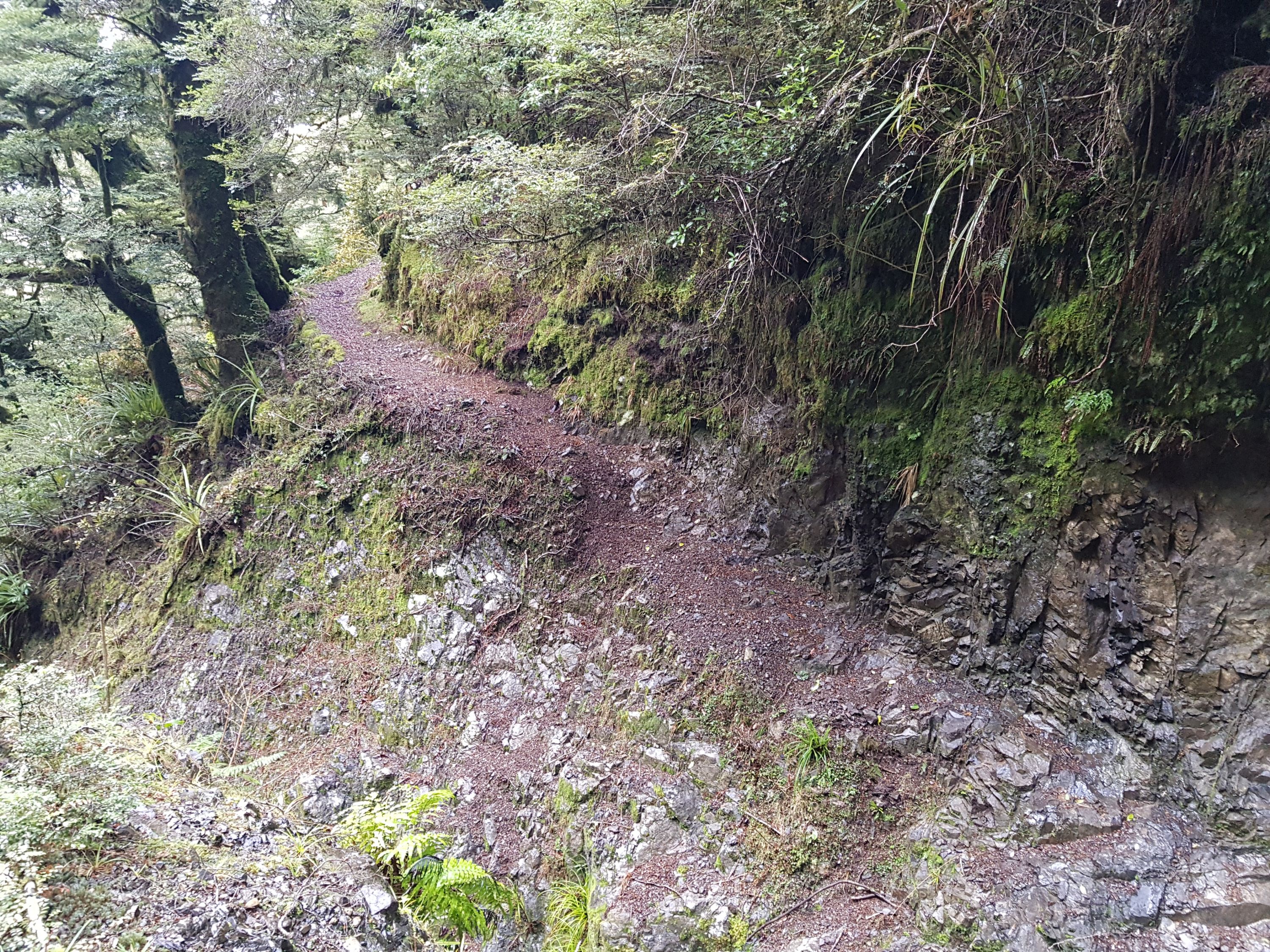 Te Iringa Track , Waikato - Trails Photo Gallery - Wild Things