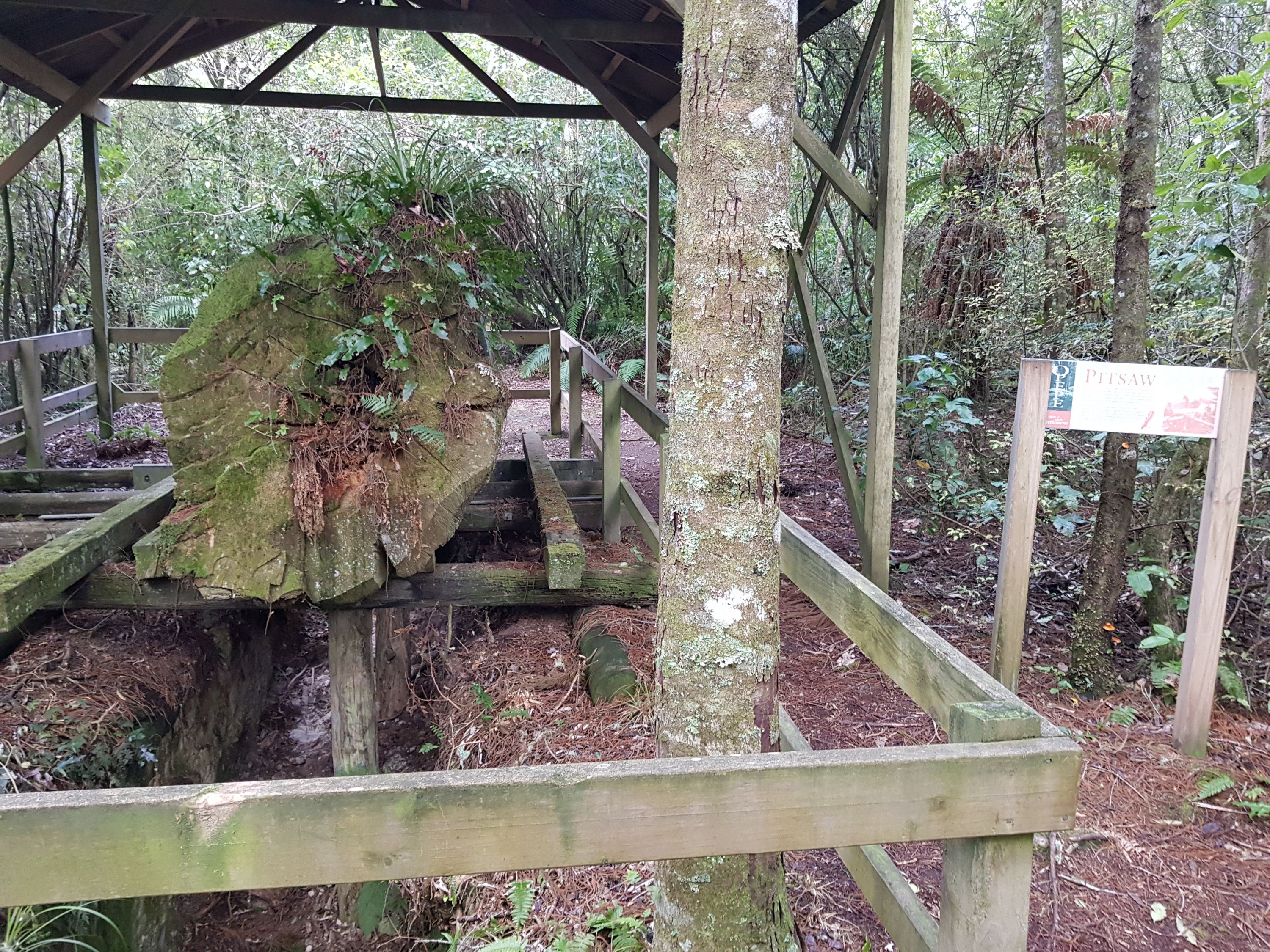 Opepe Reserve, Waikato - Trails Photo Gallery - Wild Things