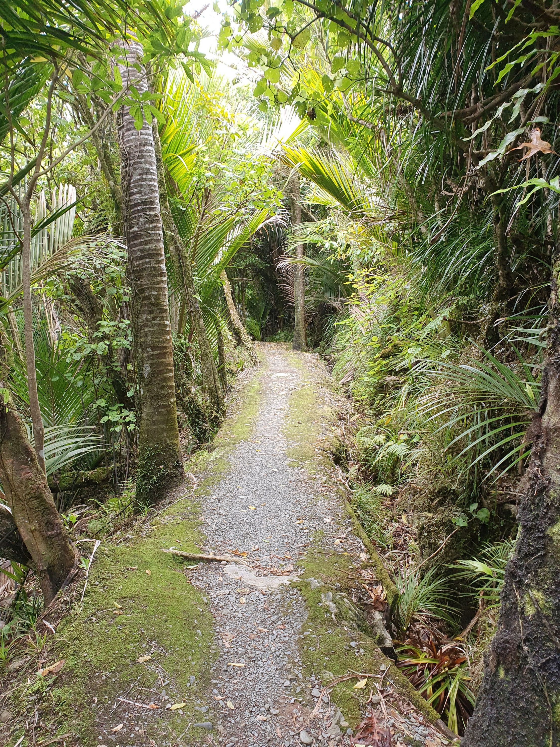 Point Elizabeth Track, West Coast - Trails Photo Gallery - Wild Things