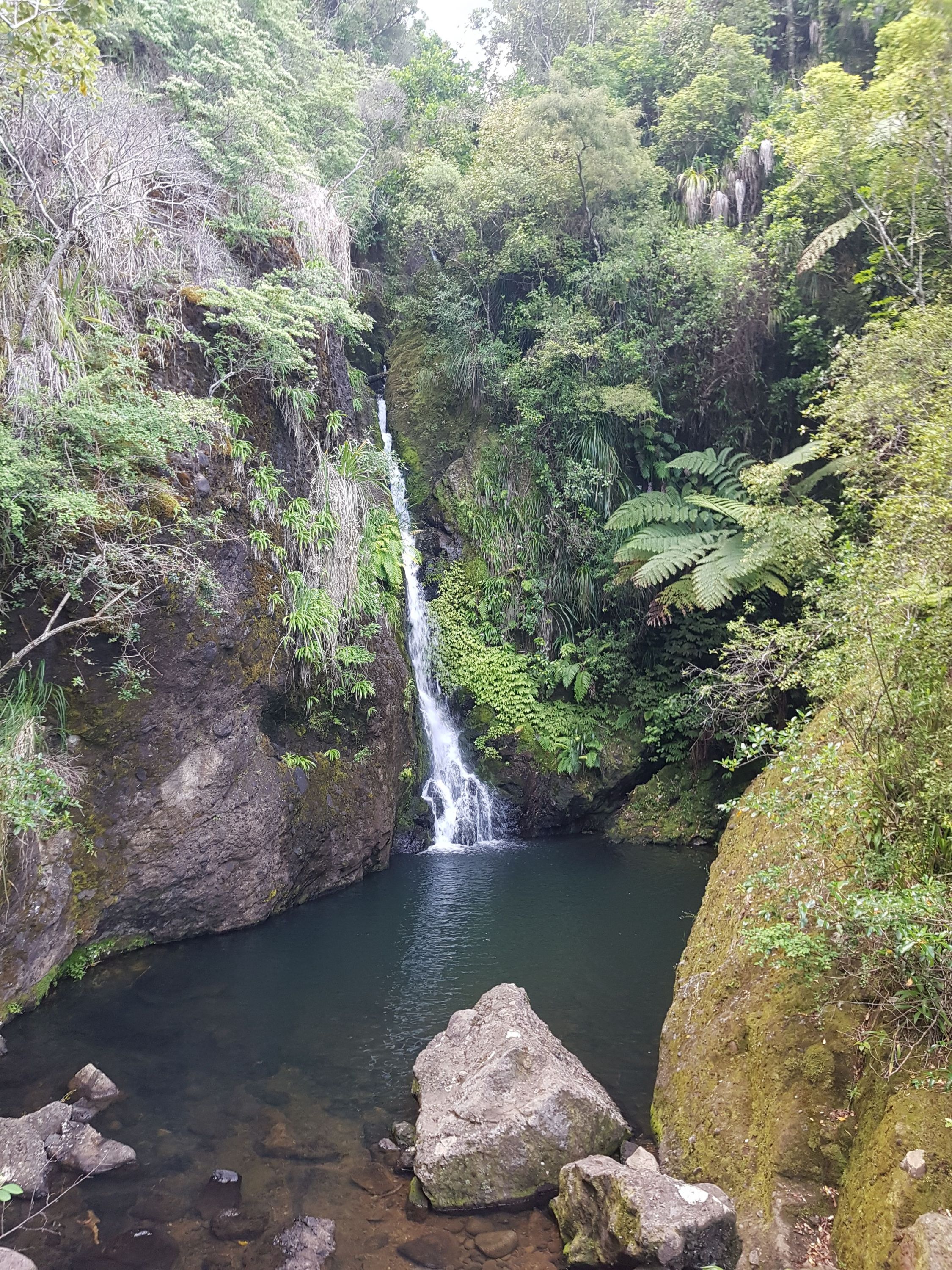 Te Rau-o-te-Huia Summit, Auckland - Trails Photo Gallery - Wild Things