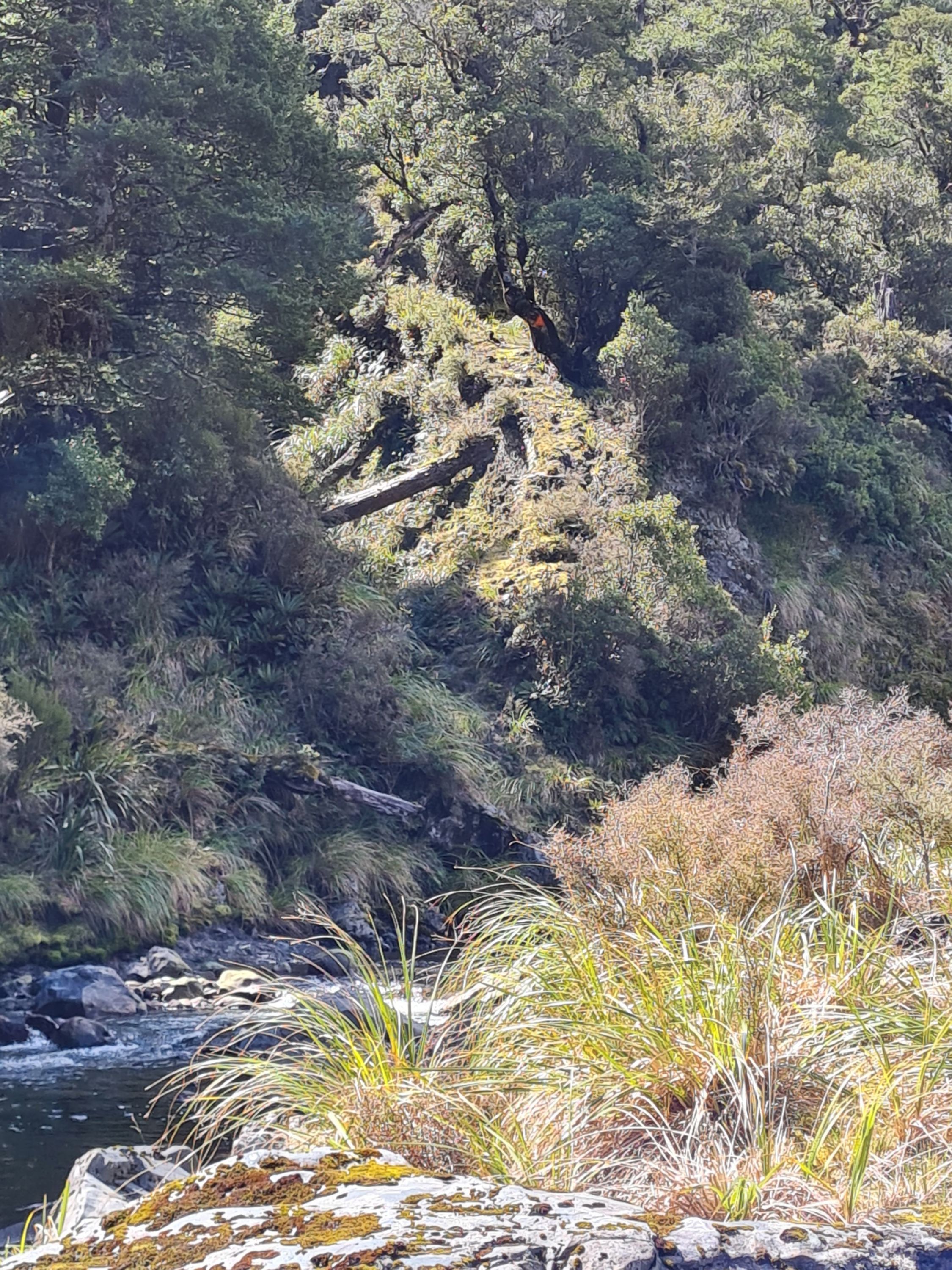 Tunupo, Longview, Toka Loop, Manawatu - Wanganui - Trails Photo Gallery ...