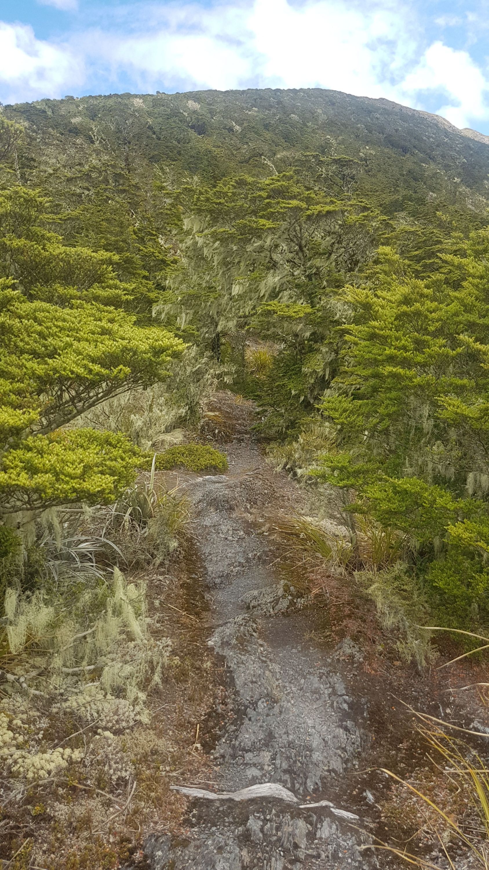 Lewis Tarns Canterbury Trails Photo Gallery Wild Things