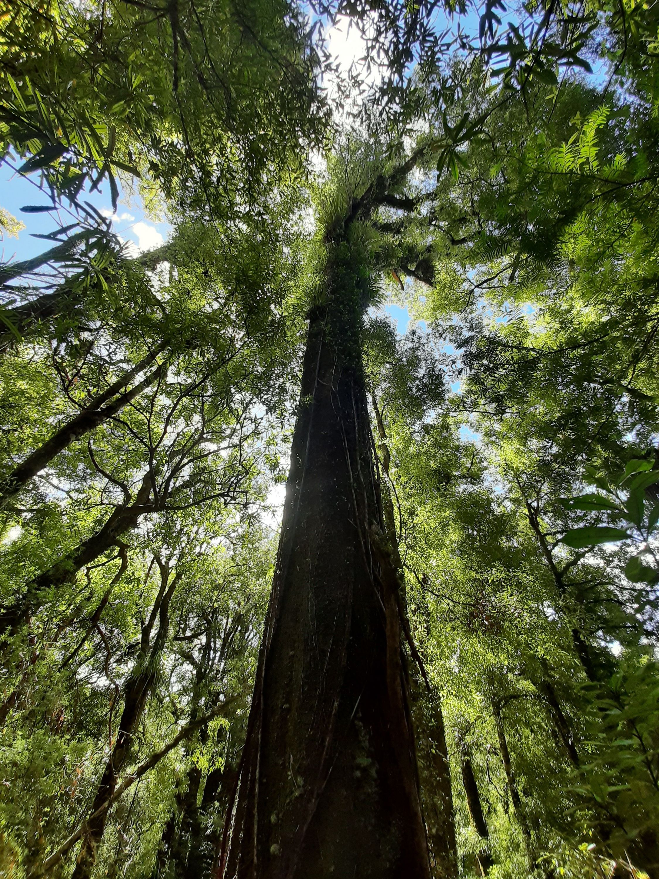 Mangorewa Loop Track , Bay of Plenty - Trails Photo Gallery - Wild Things