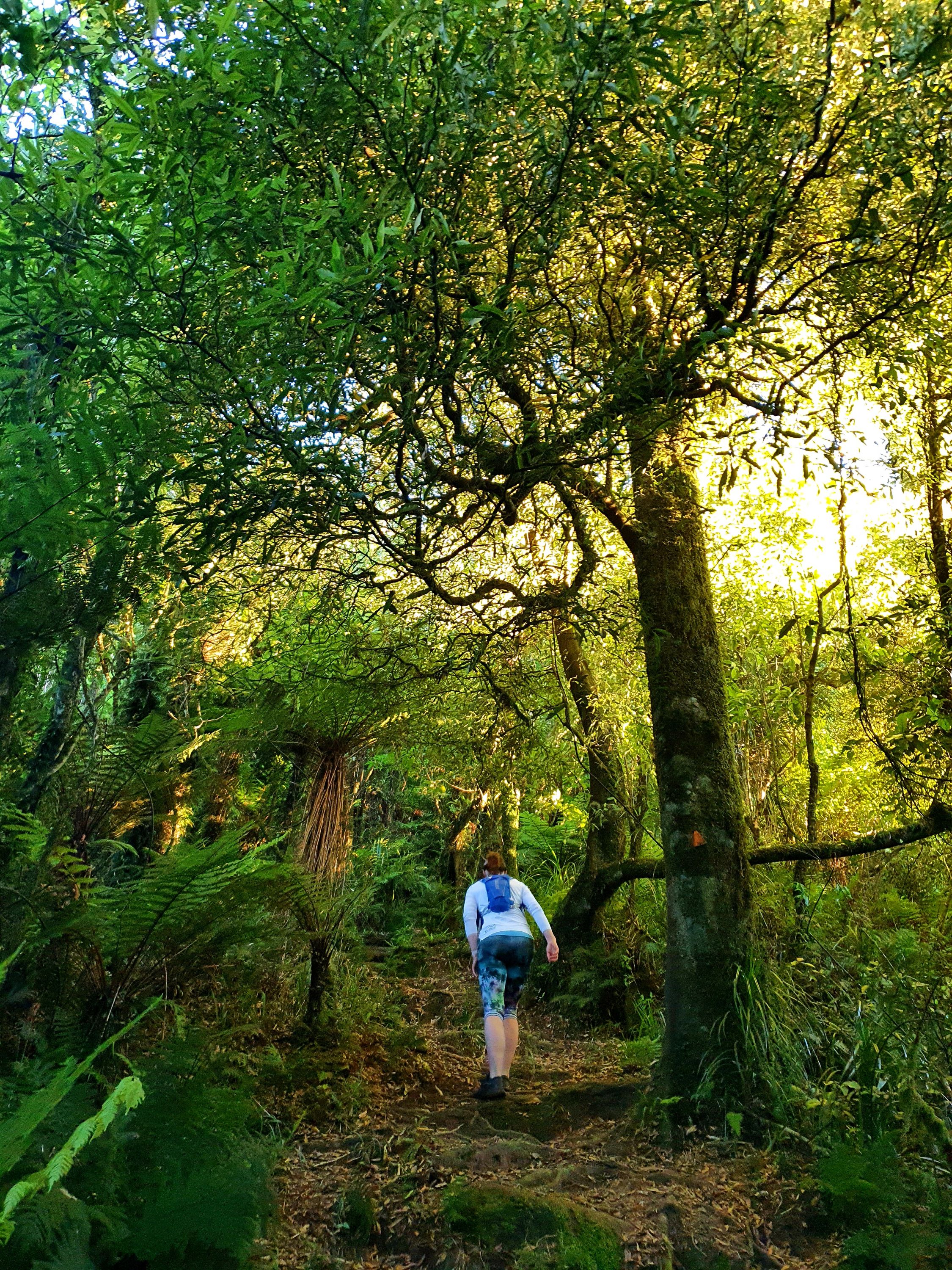 Kaimai South Side To Hurunui Hut, Waikato - Trails Photo Gallery - Wild ...