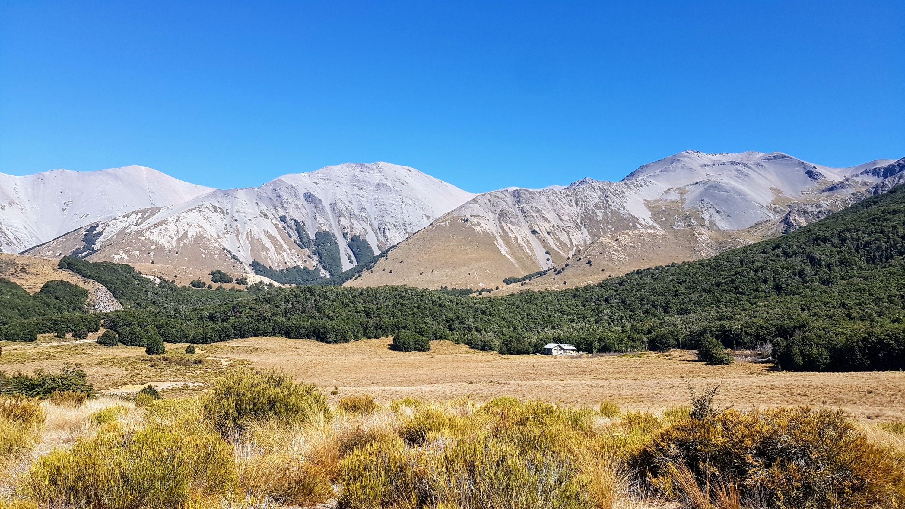 Dracophyllum / Camp Saddle Loop, Canterbury - Trails Photo Gallery ...