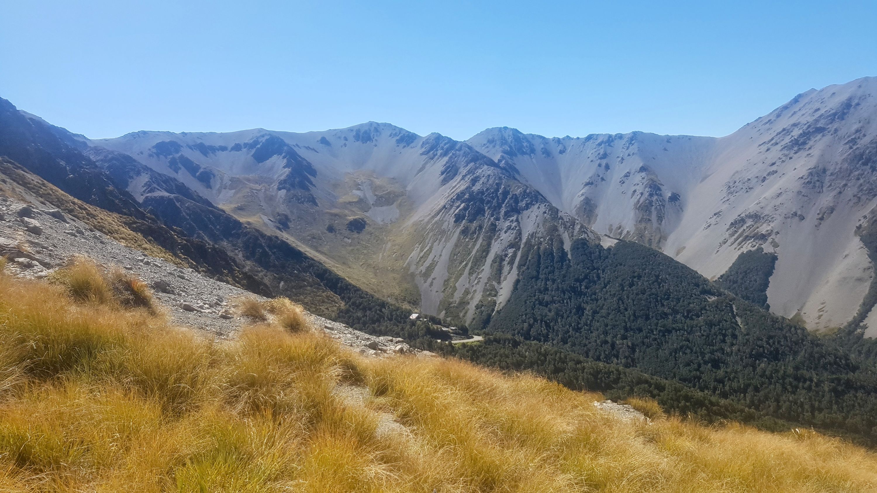 Dracophyllum / Camp Saddle Loop, Canterbury - Trails Photo Gallery ...