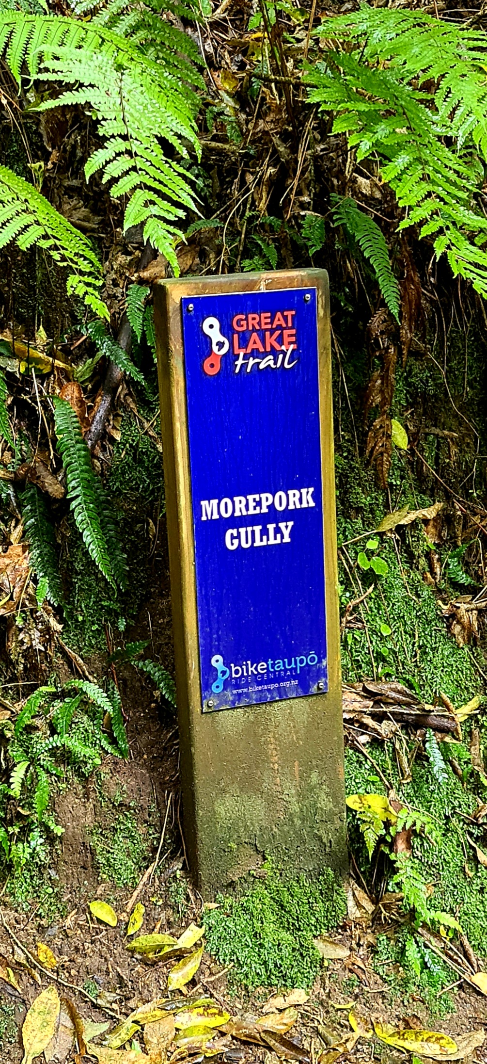 Great Lake Trail Loop, Waikato - Trails Photo Gallery - Wild Things