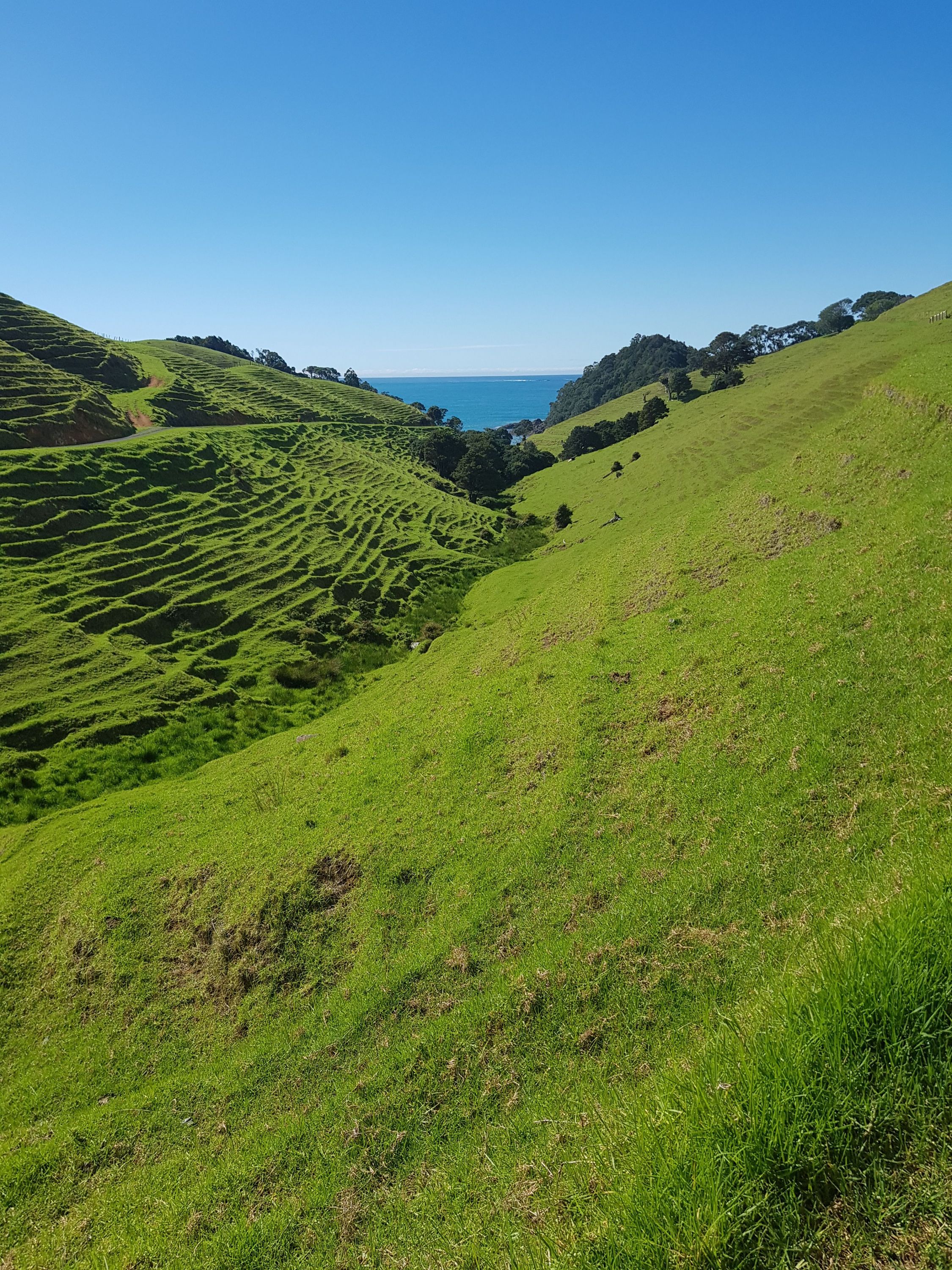 Whananaki Coastal Track, Northland - Trails Photo Gallery - Wild Things