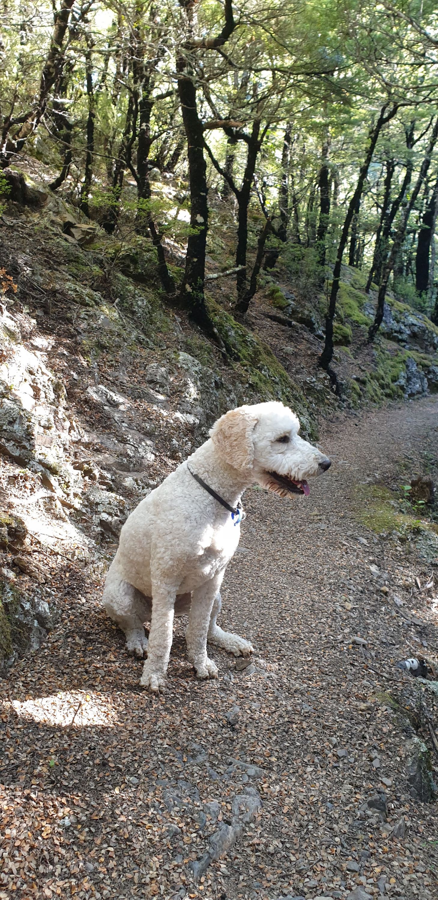 Mt Grey, Canterbury - Trails Photo Gallery - Wild Things