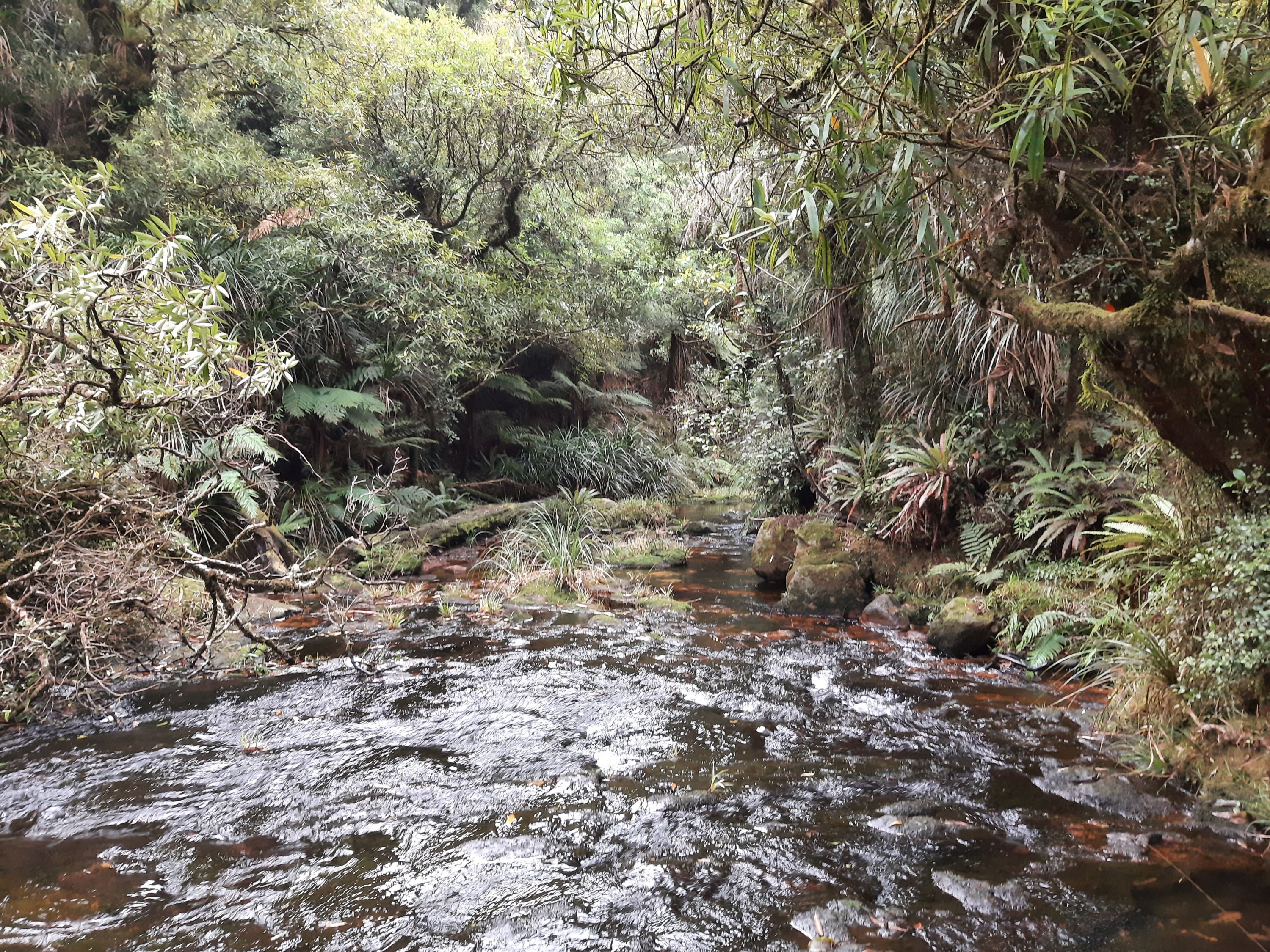 Te Whare Okioki & Mangamuka Huts Loop, Waikato - Trails Photo Gallery ...