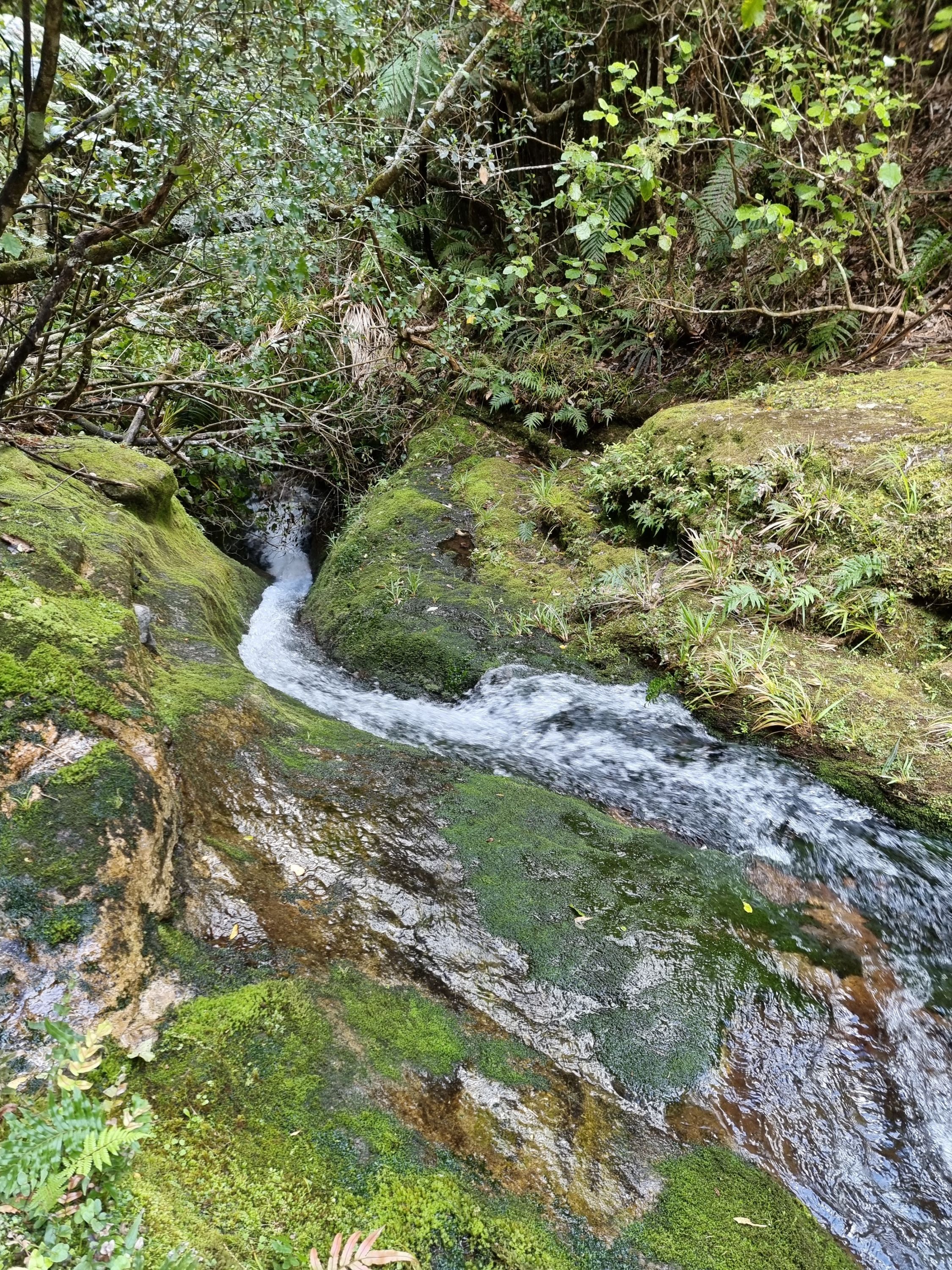 Kaimai Ranges North-South Track, Bay of Plenty - Trails Photo Gallery ...