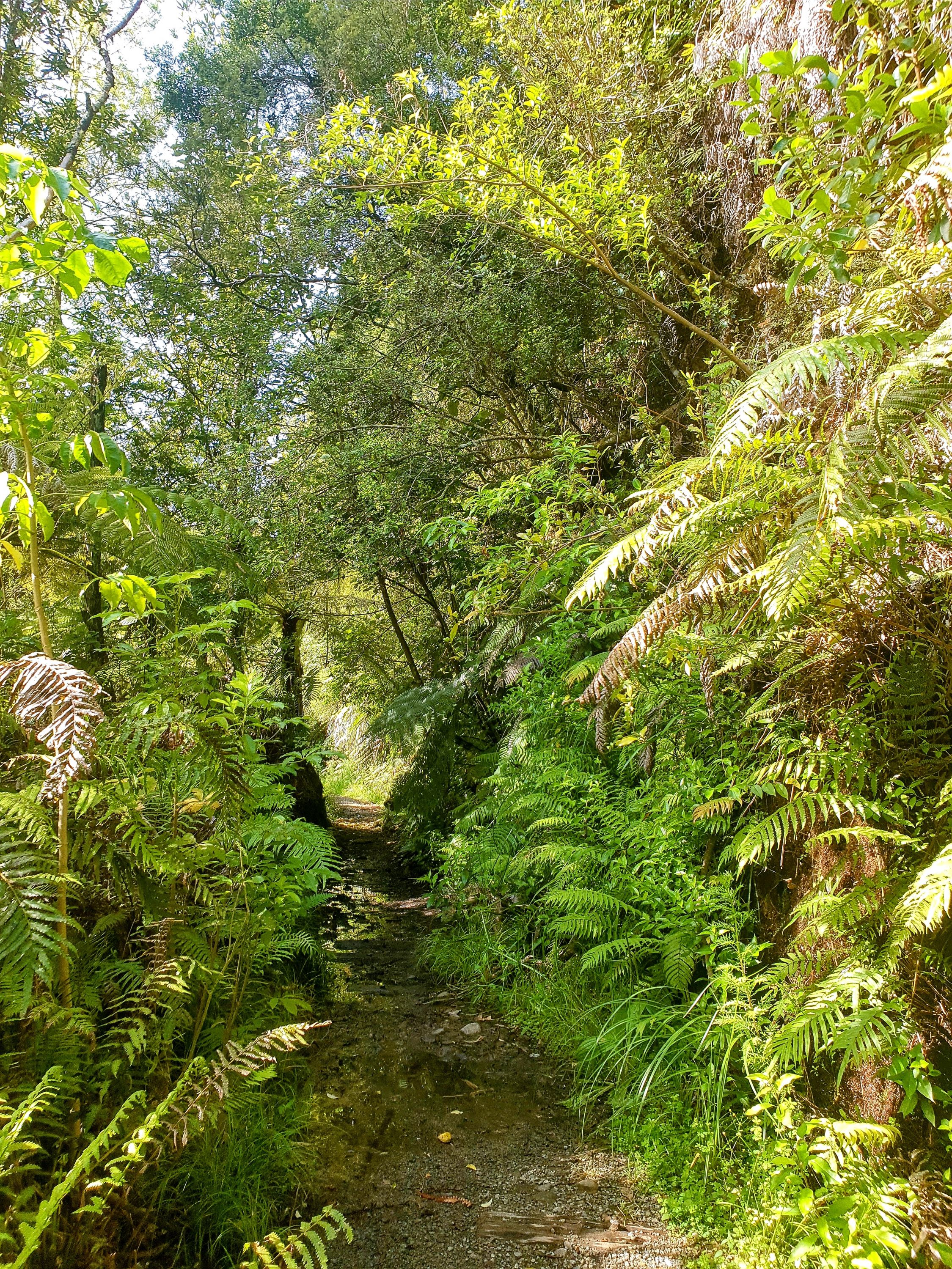 Waitawheta Tramway - Bogeys and Bluffs, Waikato - Trails Photo Gallery ...