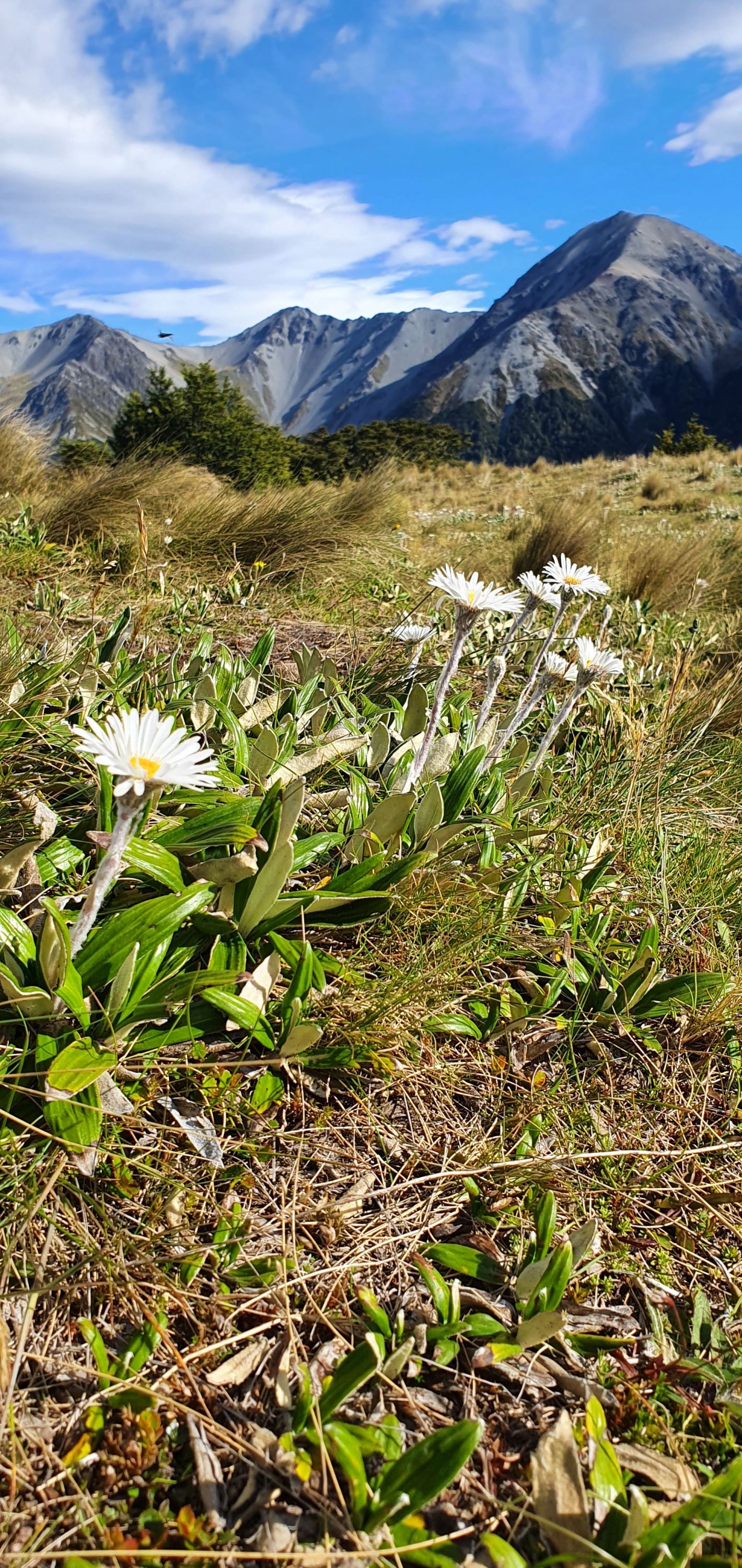 Coal Pit Spur Loop, Canterbury - Trails Photo Gallery - Wild Things