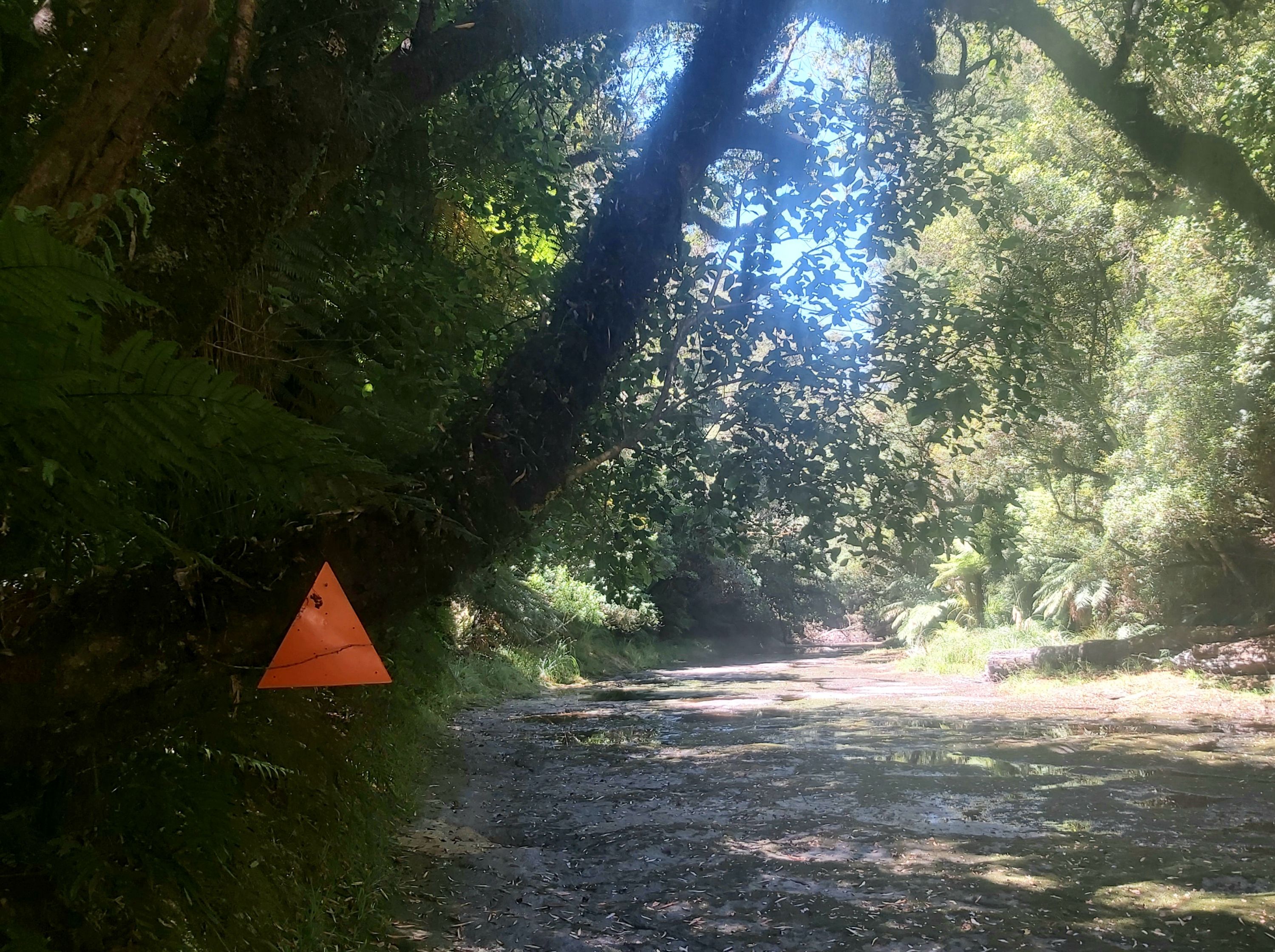 Mangorewa Loop Track , Bay of Plenty - Trails Photo Gallery - Wild Things