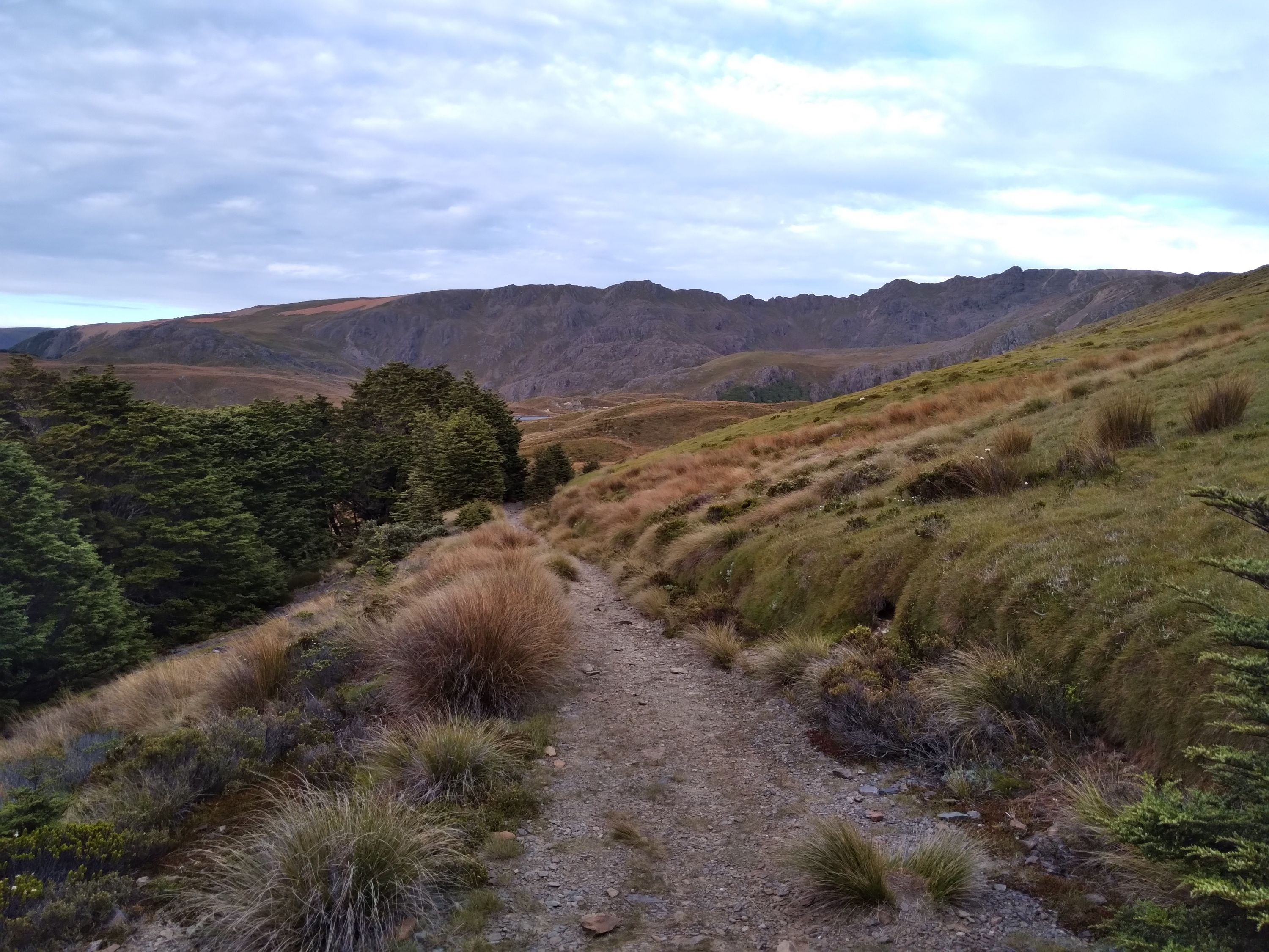 Diamond in the Rough, Tasman - Trails Photo Gallery - Wild Things