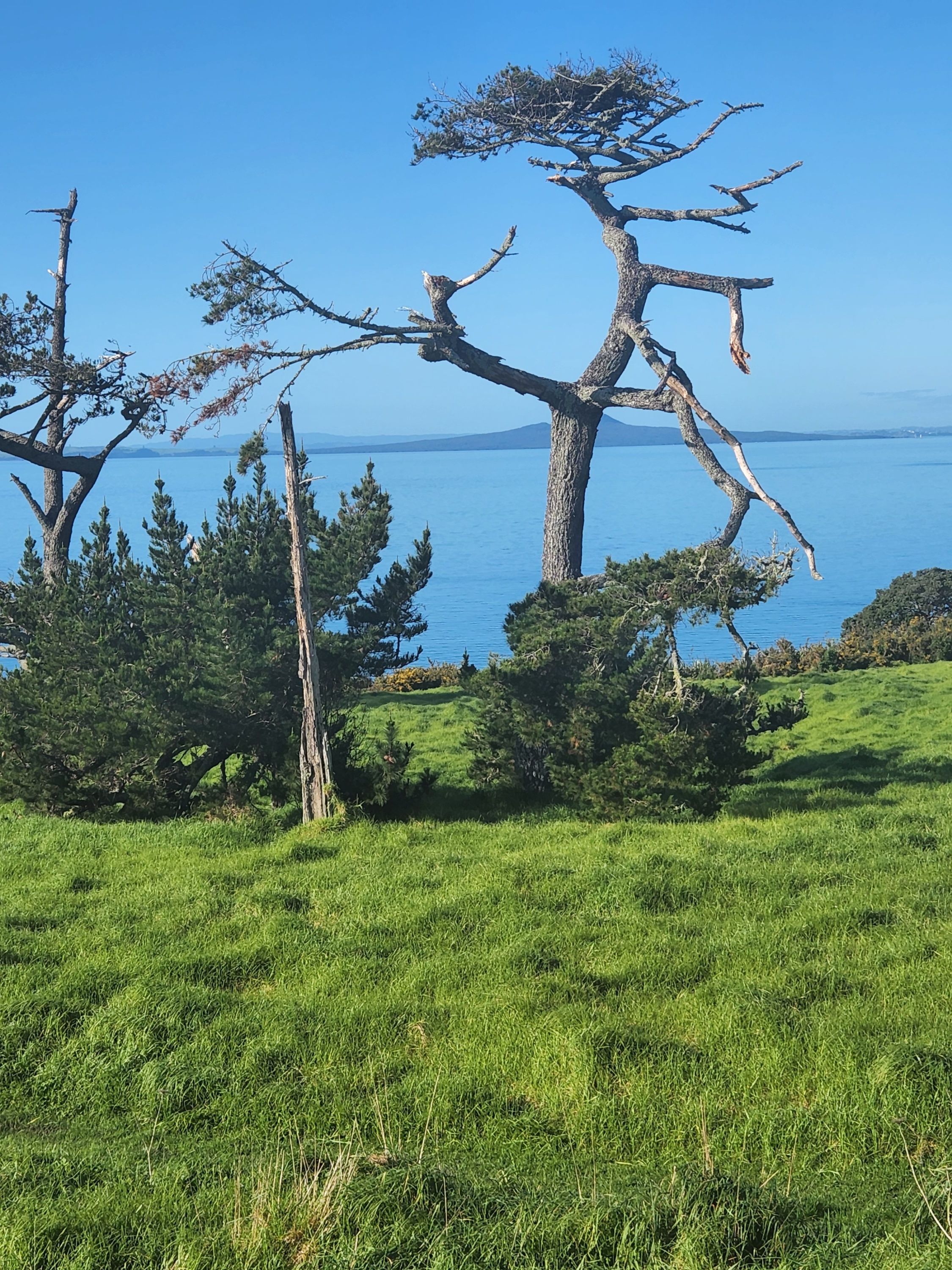 Long Bay Beach, Bush & Cliffs, Auckland - Trails Photo Gallery - Wild ...