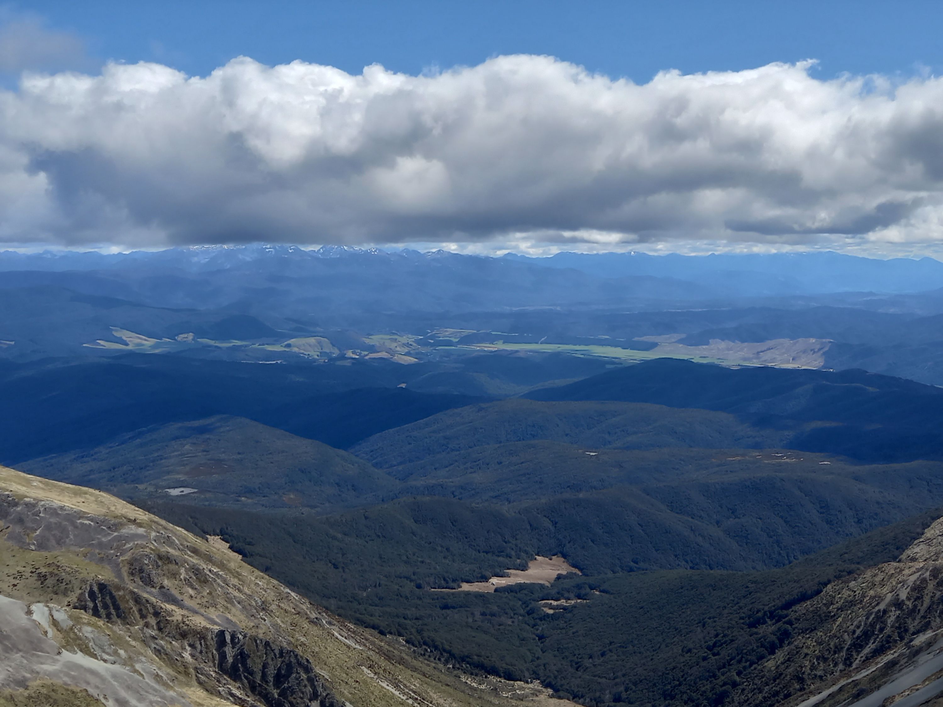 Speargrass - Robert Ridge, Tasman - Trails Photo Gallery - Wild Things