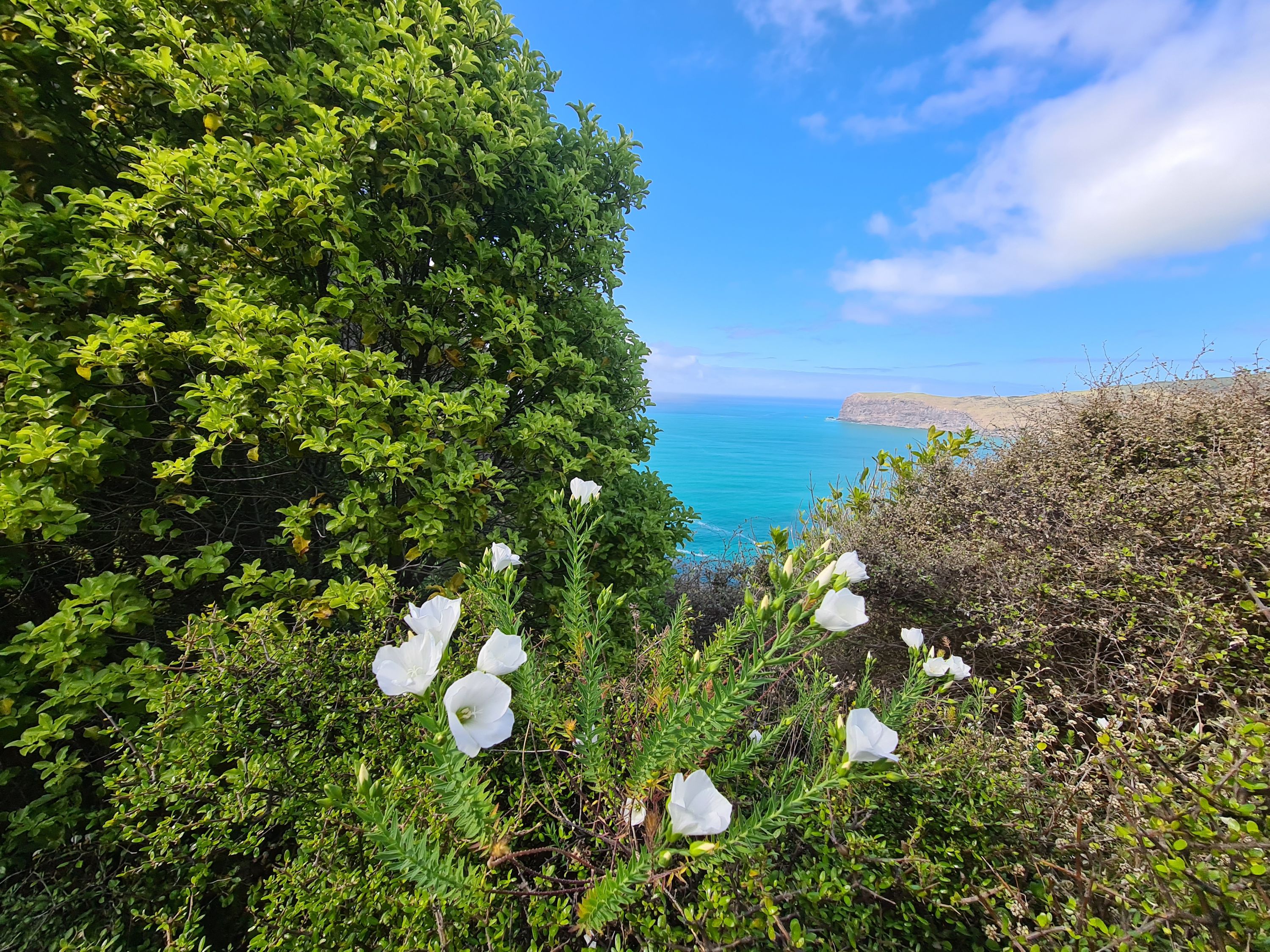 Nikau Palm Gully, Canterbury - Trails Photo Gallery - Wild Things